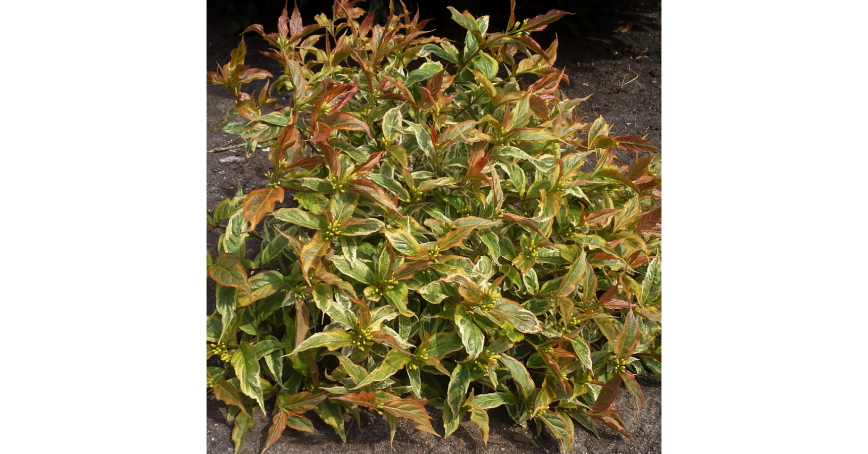 Diervilla rivularis 'Honey Surprise' – Sárgalonc