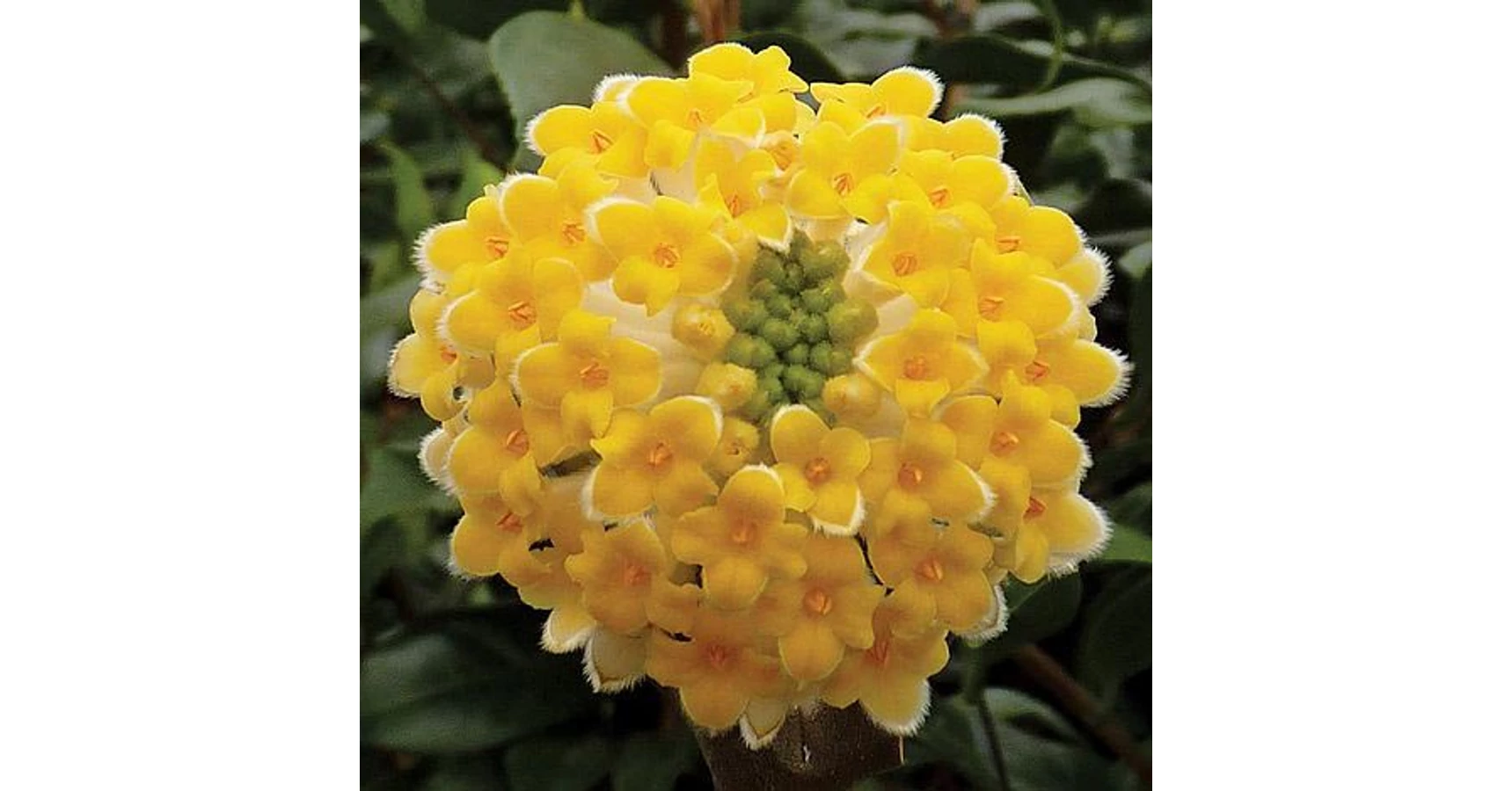 Edgeworthia chrysantha 'Grandiflora' – Illatos virágú japán papírcserje