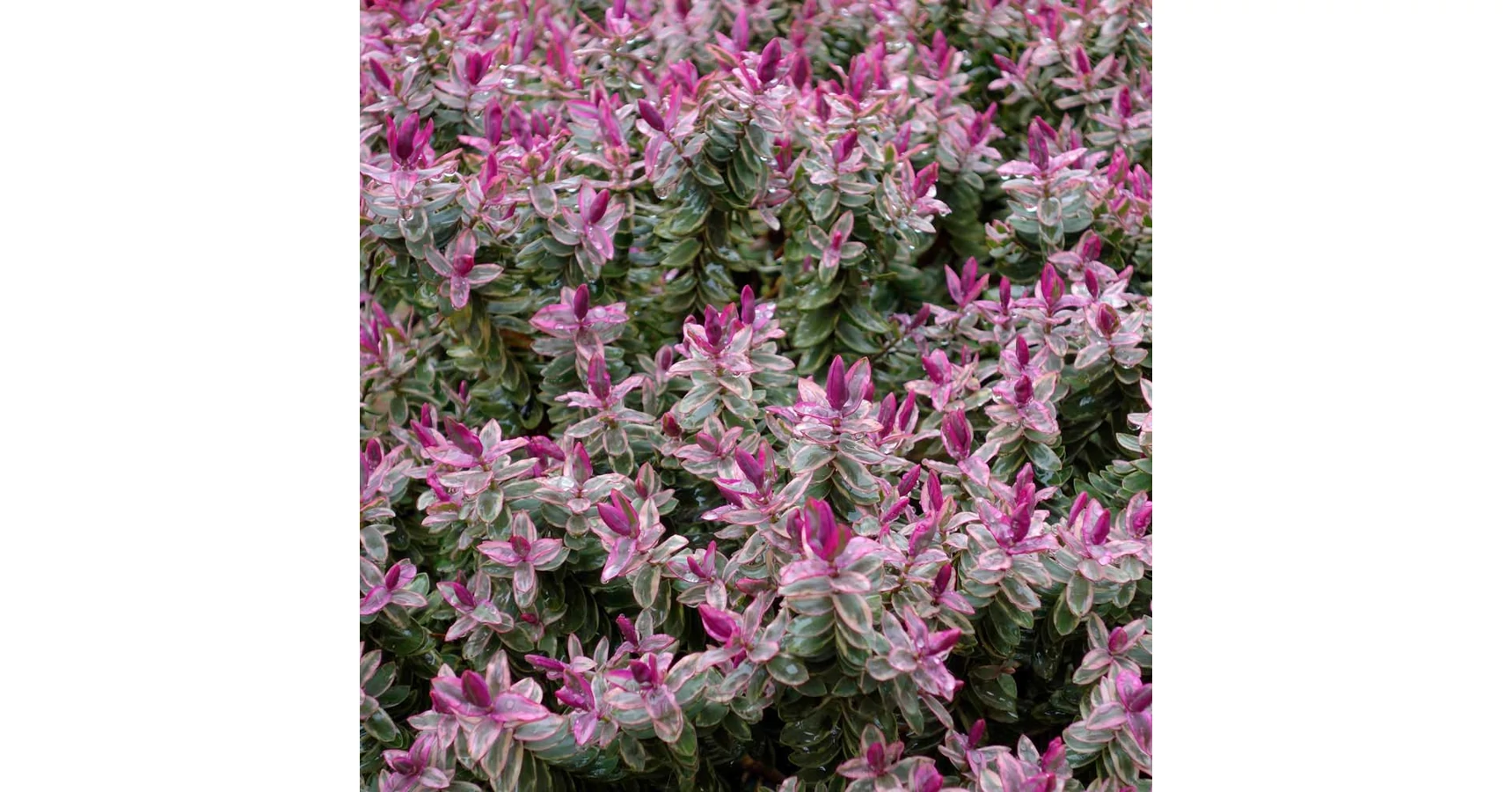 Hebe 'Red Edge' – Veronikacserje