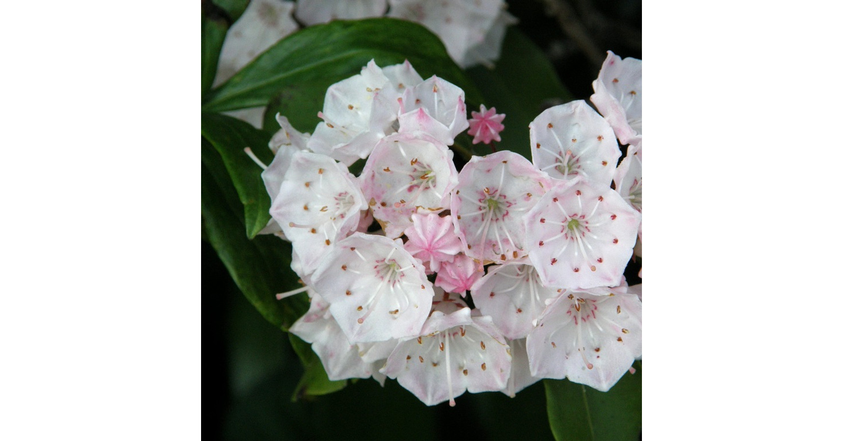 Kalmia latifolia 'Elf' – Pompás hegyi rododendron