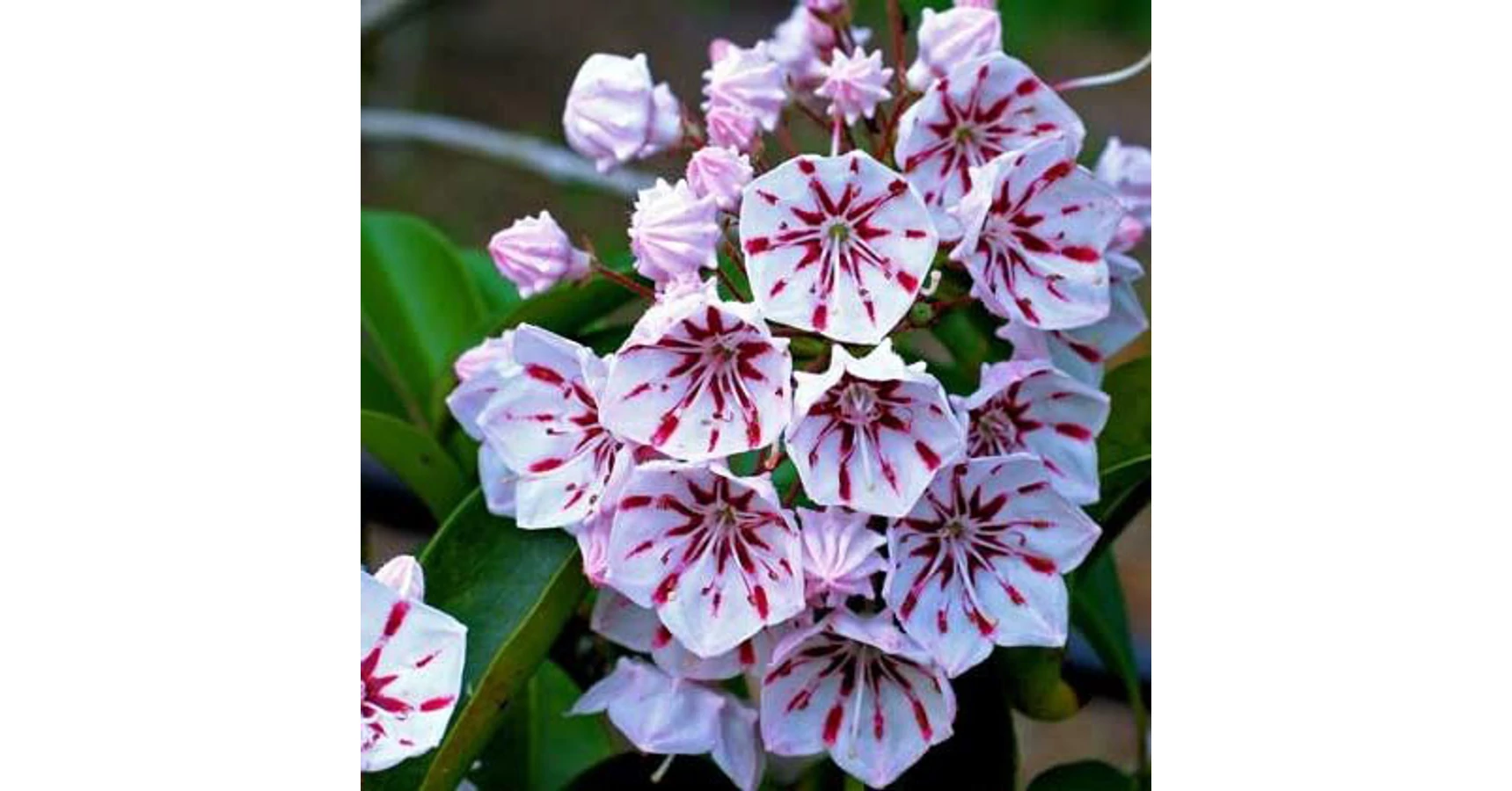 Kalmia 'Peppermint' – Pompás hegyi rododendron