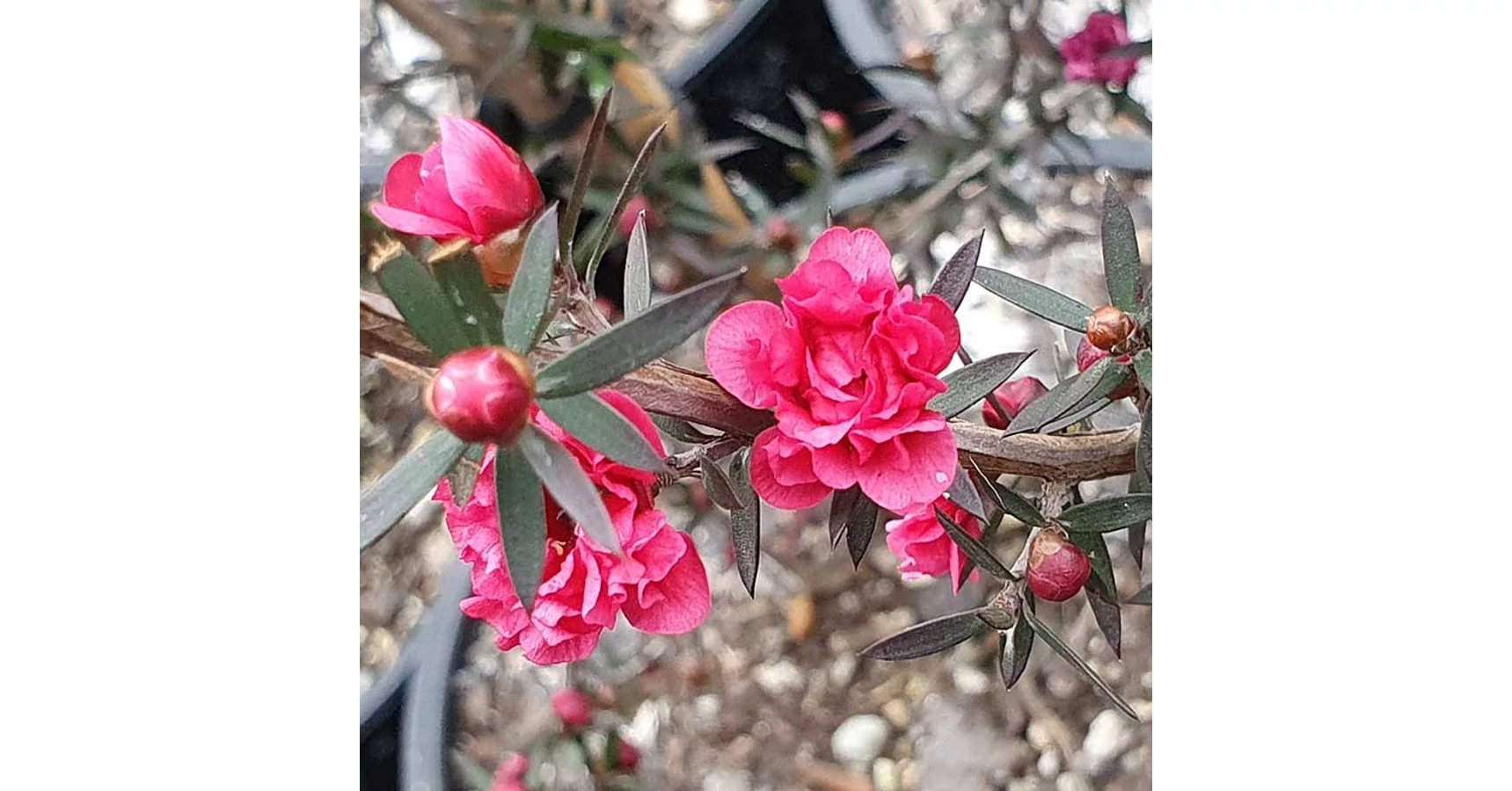 Leptospermum scoparium 'Crimson Glory' – Új-zélandi teafa