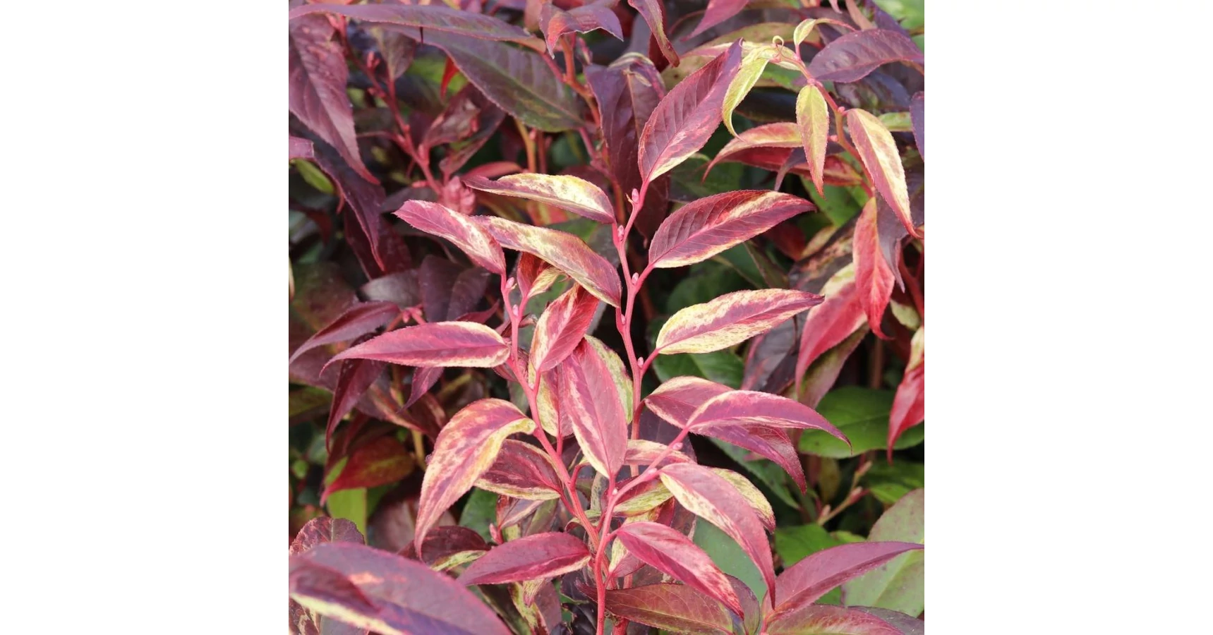 Leucothoe walteri 'Rainbow' – Tarka lombú fürtöshanga