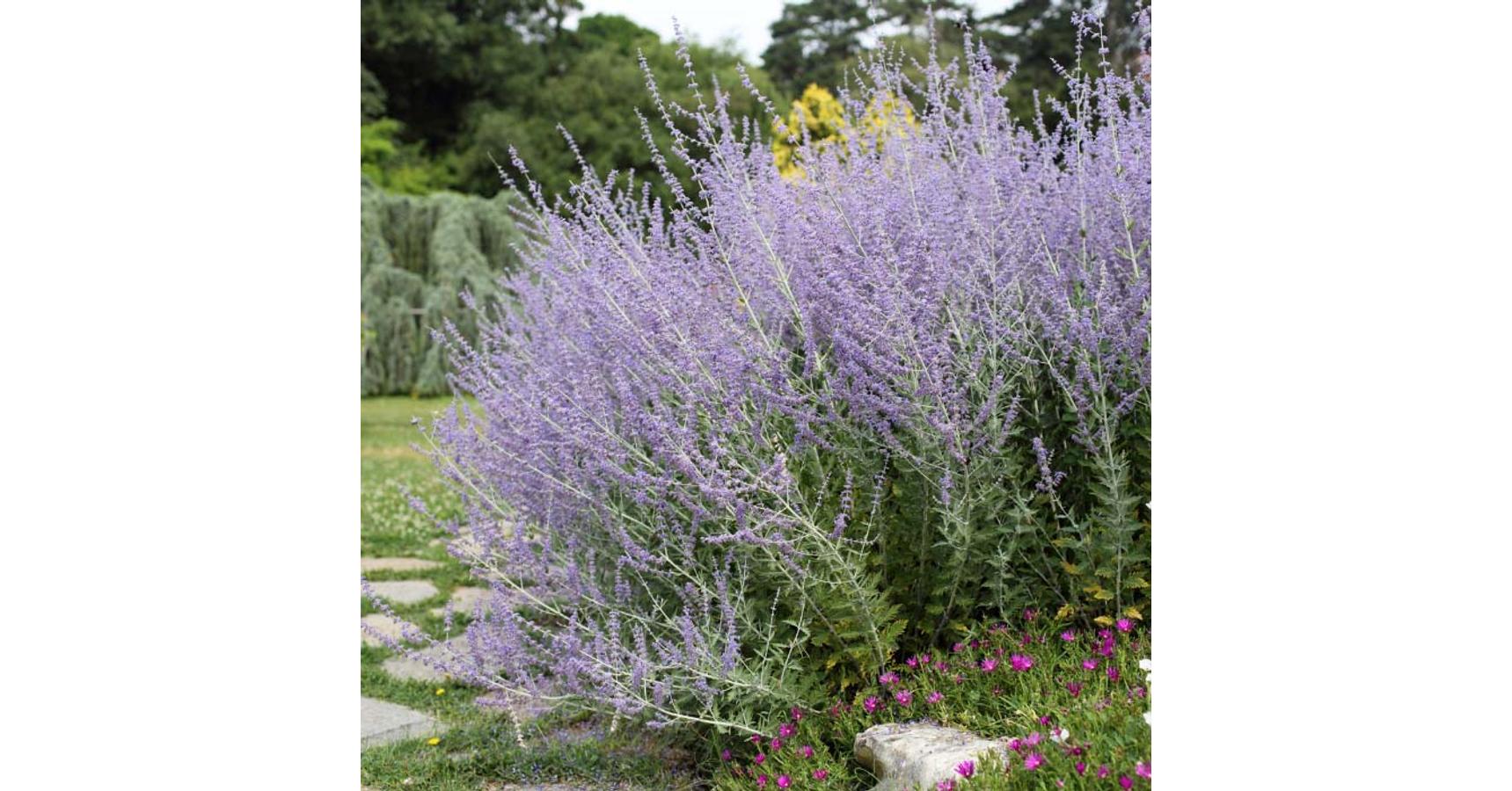 Perovskia atriplicifolia 'Blue Steel' – Sudárzsálya
