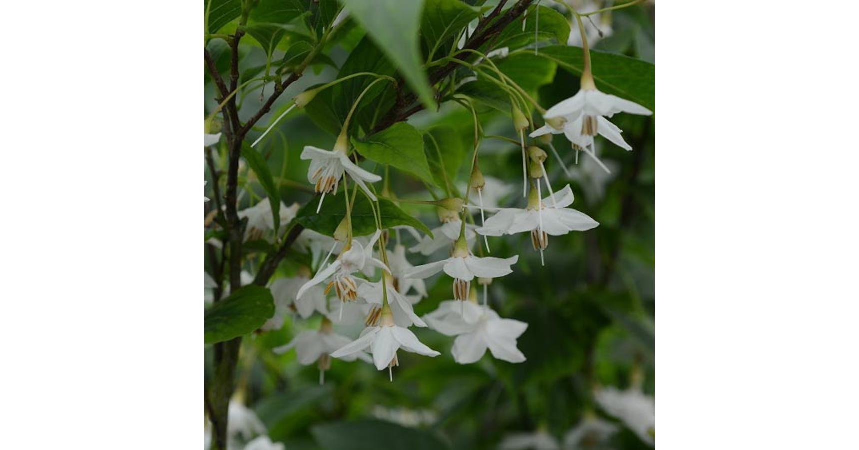 Styrax japonicus 'June Snow' – Japán hóvirágfa