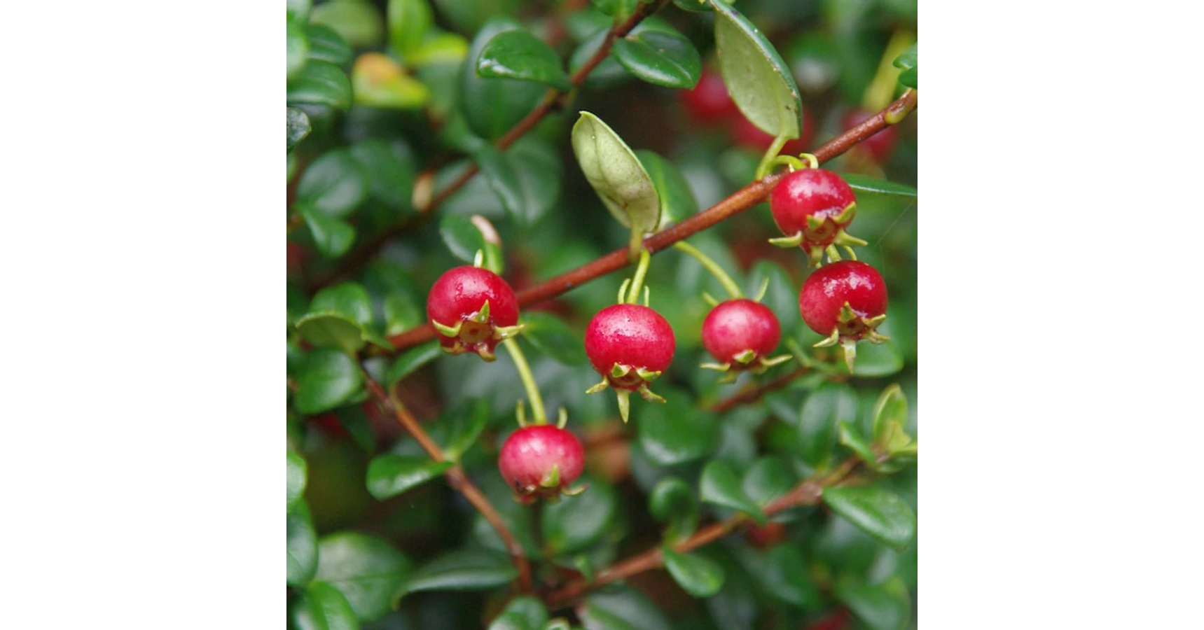 Ugni molinae 'Bella Berry' – Chilei mirtuszfa