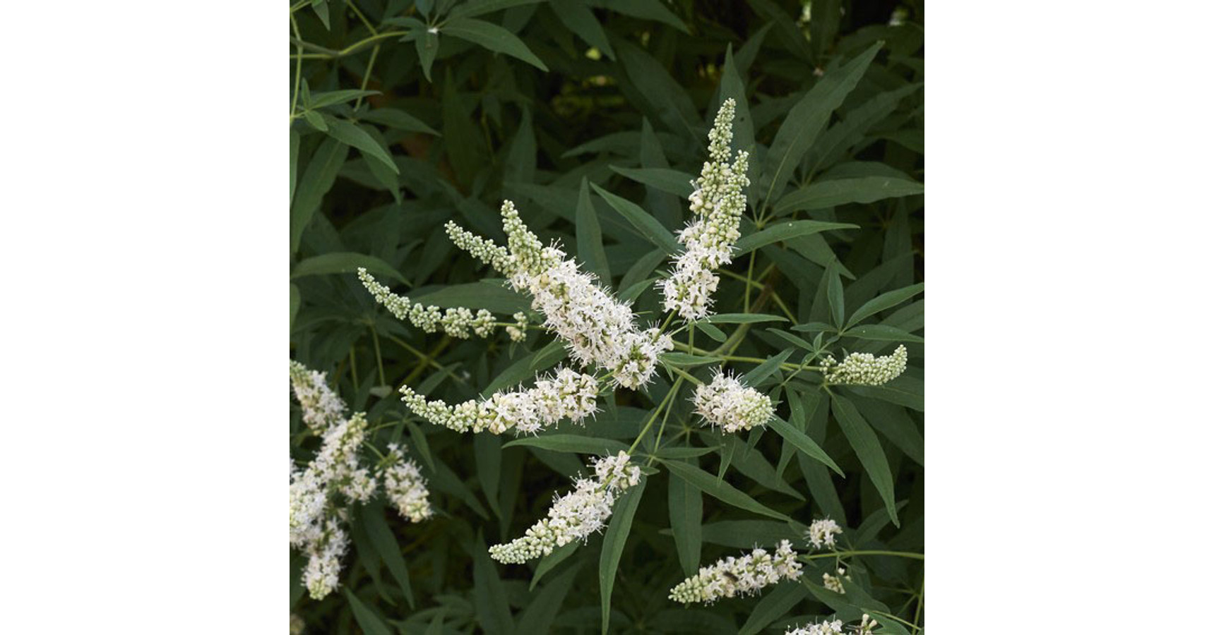 Vitex agnus-castus 'Alba' – Illatos barátcserje