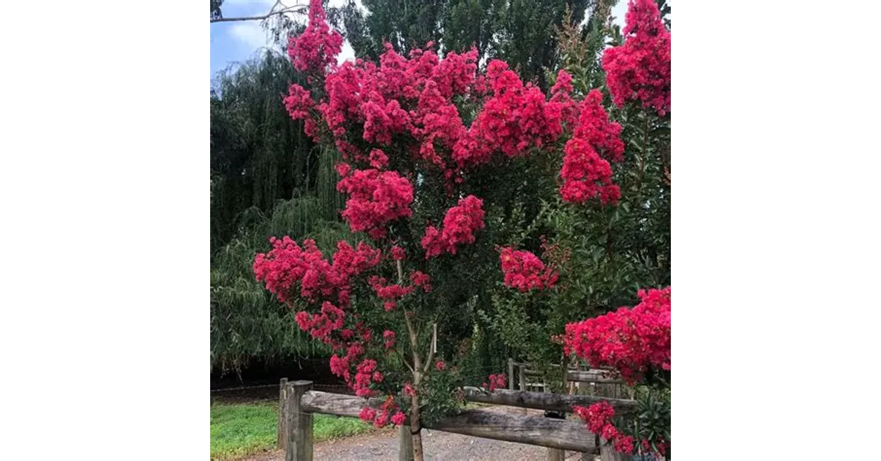 Lagerstroemia indica 'Enduring Summer Red' – Kínai selyemmirtusz