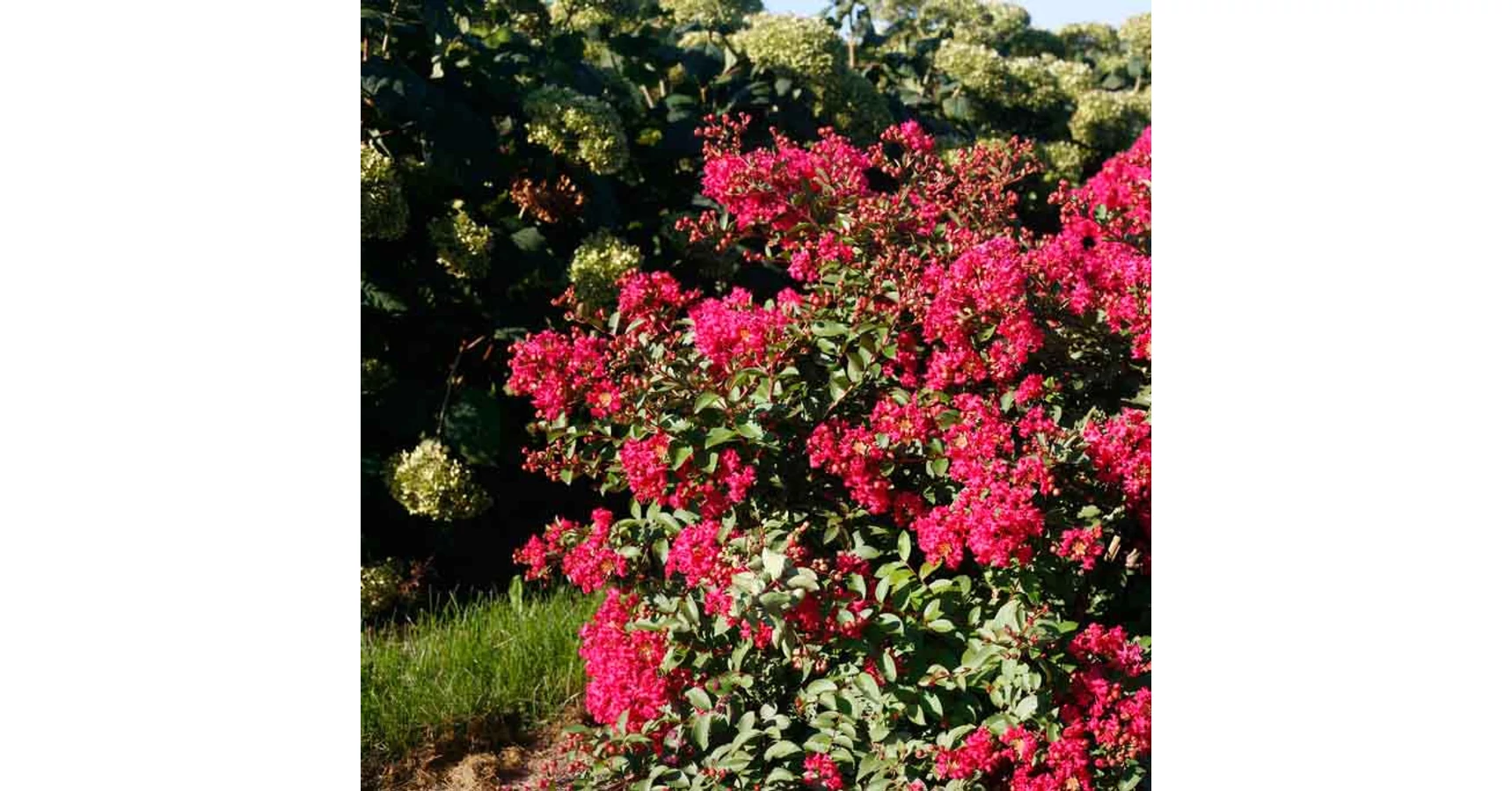 Lagerstroemia indica 'Pink Watermelon' – Kínai selyemmirtusz