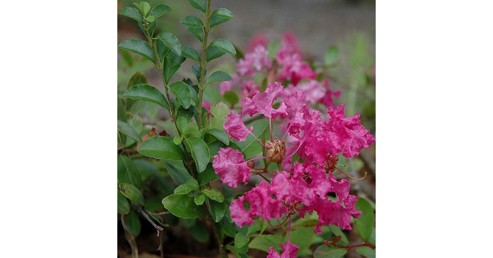 Lagerstroemia 'Prostrata Rosa' – Kínai selyemmirtusz