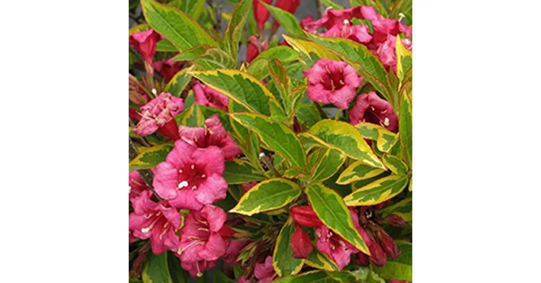 Weigela florida 'Brigela'® (syn.: 'Moulin Rouge'®) - Sárga-tarka levelű ...