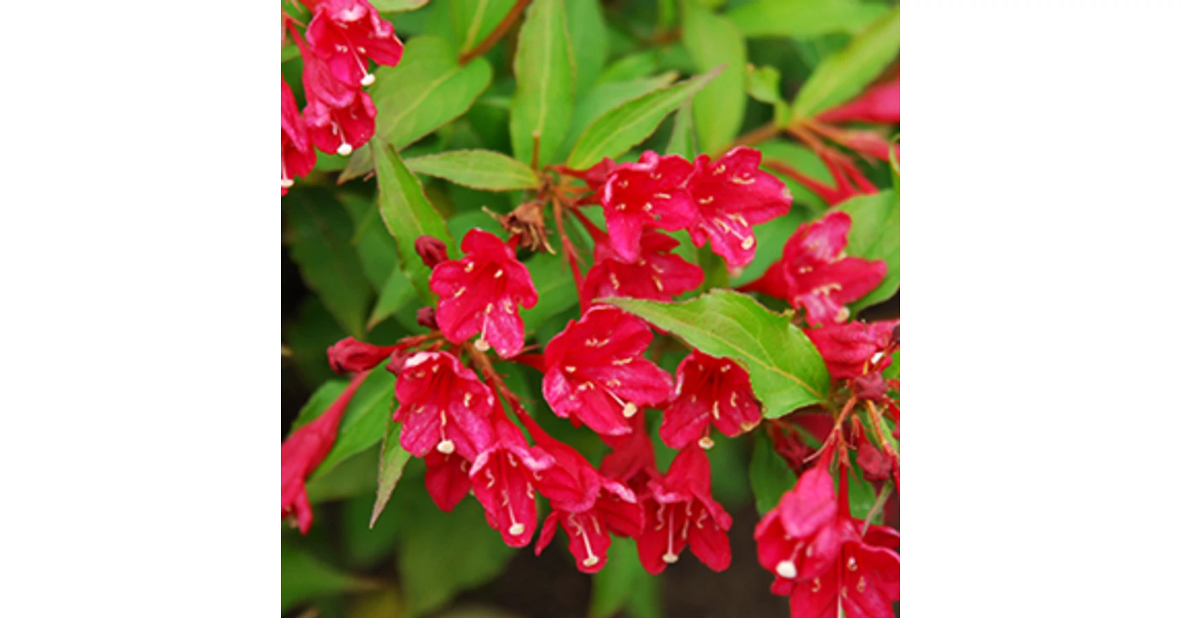Weigela florida 'Eva Rathke' – Rózsalonc