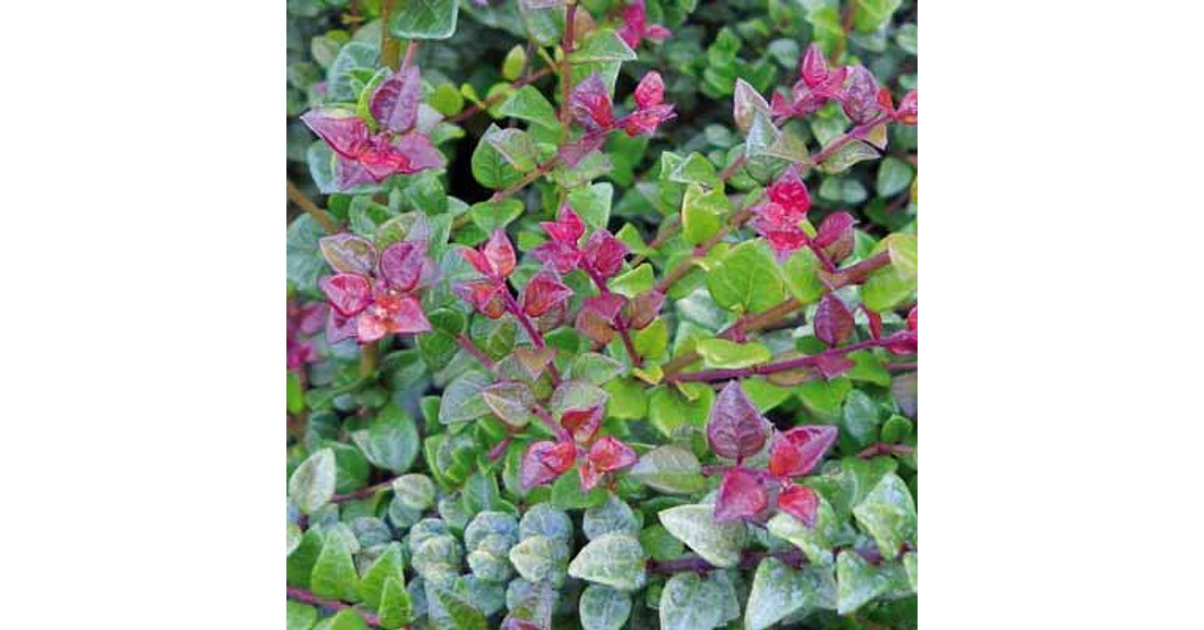 Lonicera nitida 'Red Tips' – Vörösen hajtó mirtuszlonc