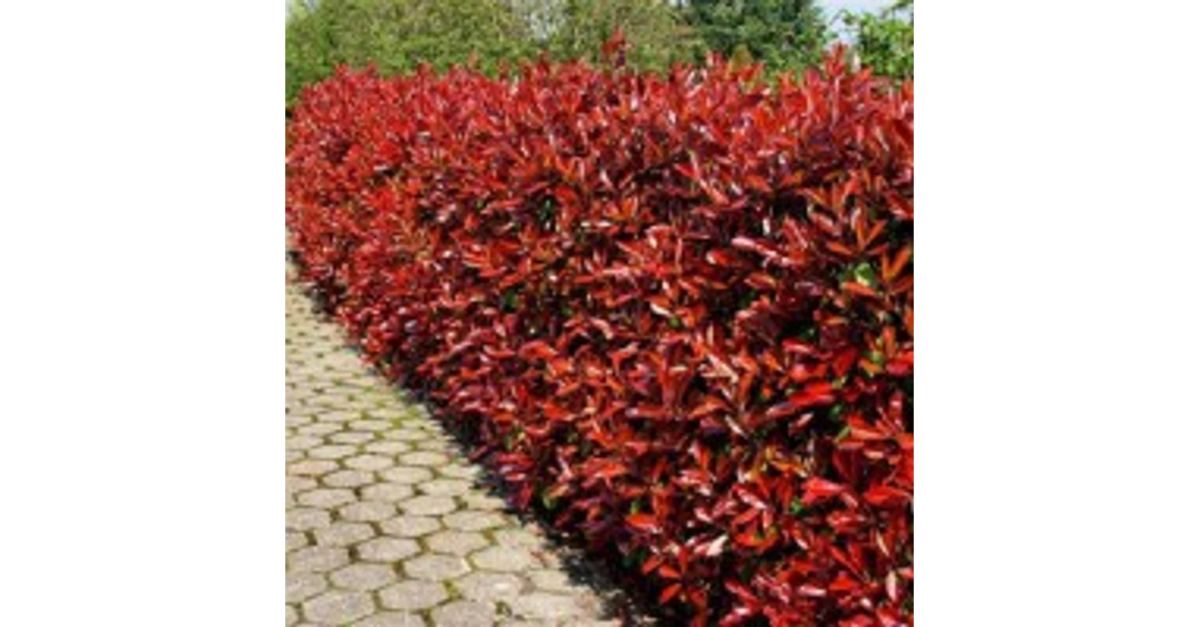 Photinia 'Red Fire' - Korallberkenye