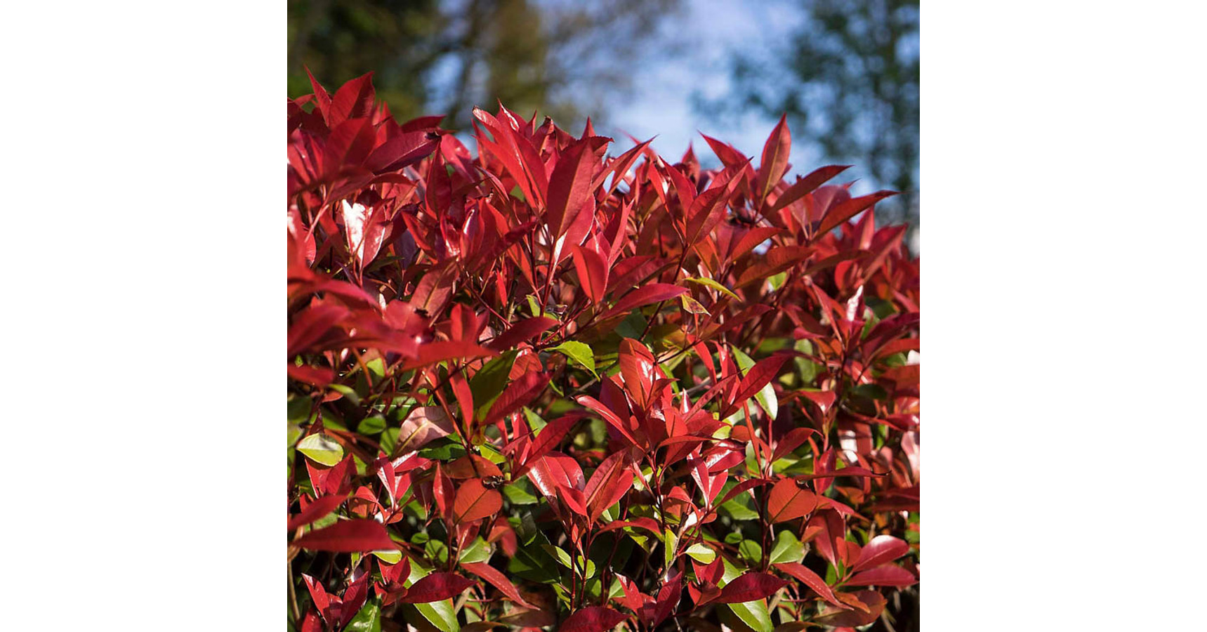 Photinia fraseri 'Devil's Dream'® – Korallberkenye