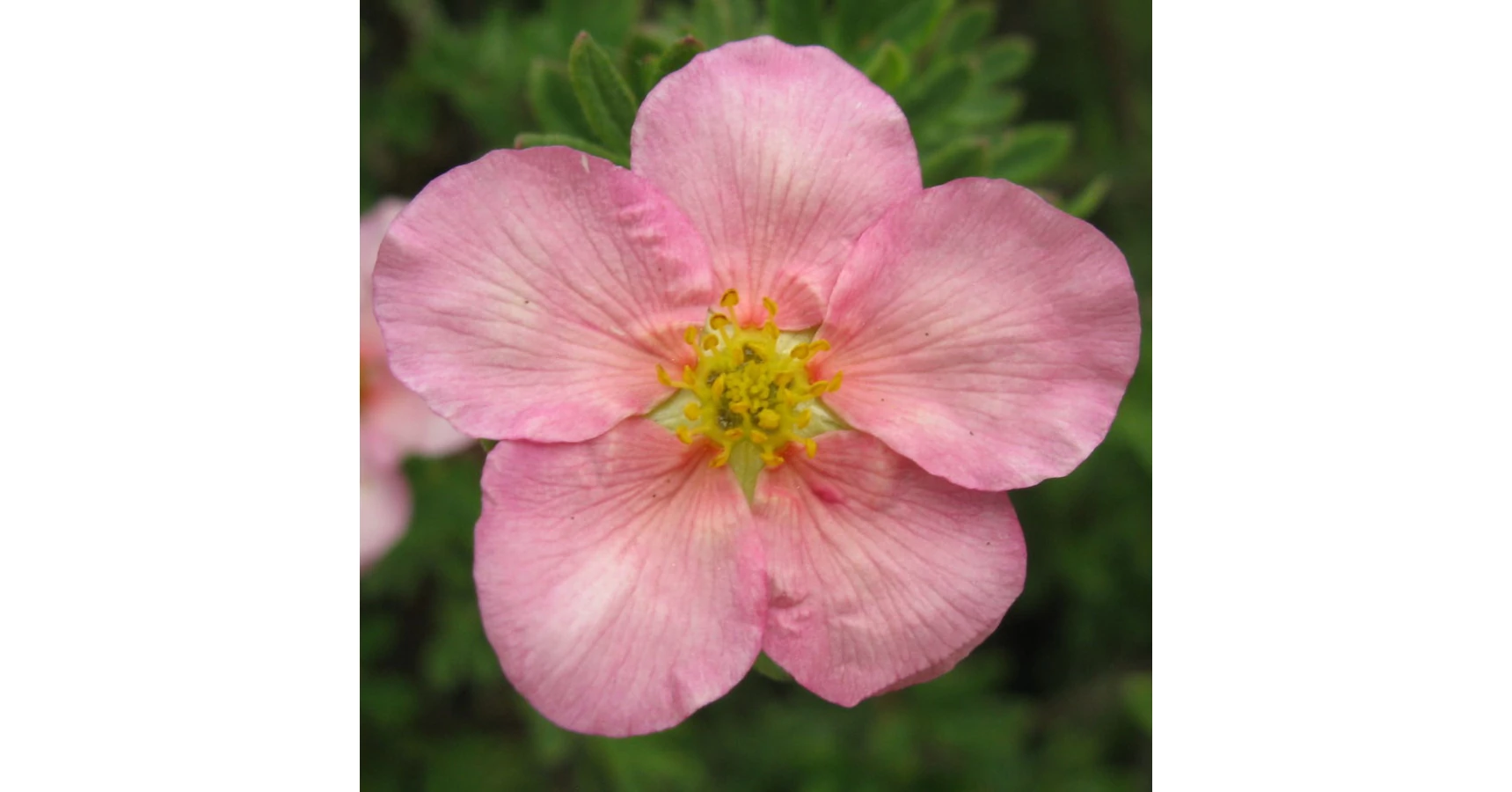 Potentilla fruticosa 'Princess' (syn.: 'Blink', 'Pink Queen') – Cserjés ...