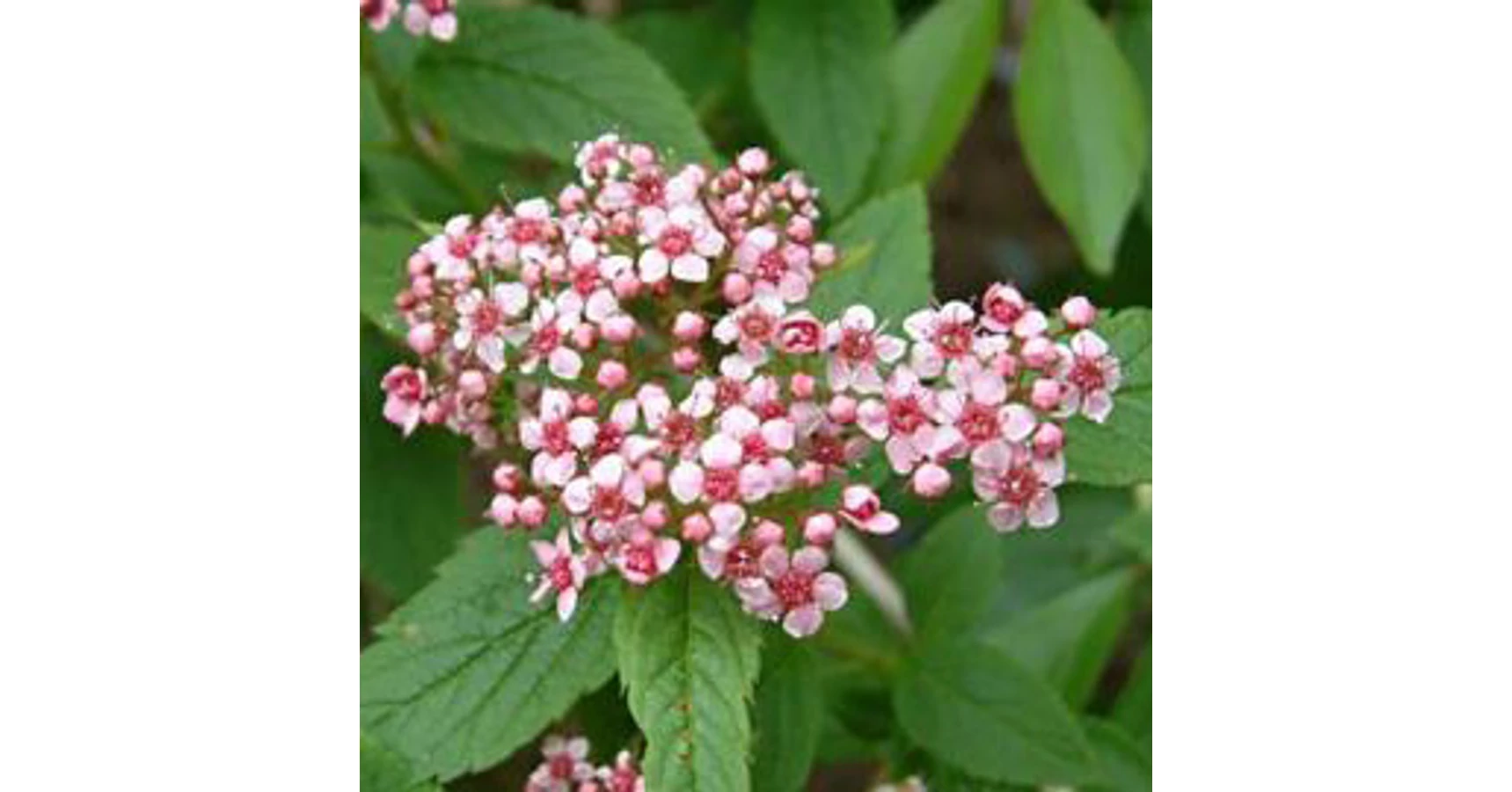 Spiraea bella – Gyöngyvessző