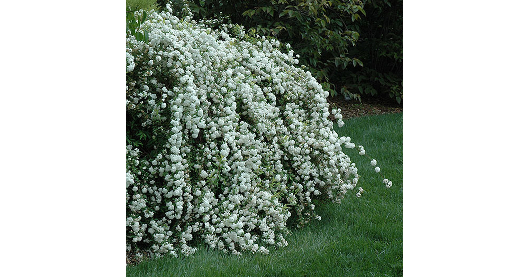 Spiraea cantoniensis 'Lanceata' – Kantoni gyöngyvessző