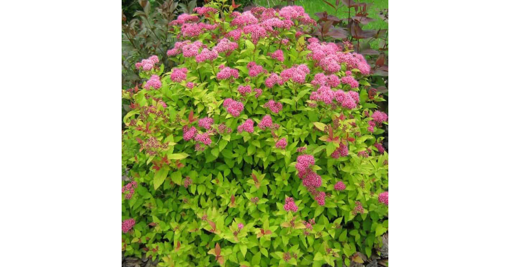 Spiraea japonica 'Candlelight' – Japán gyöngyvessző