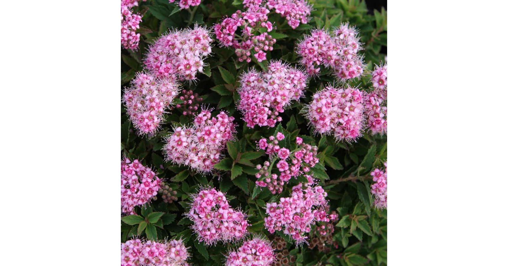 Spiraea japonica 'Japanese Dwarf' – Japán gyöngyvessző