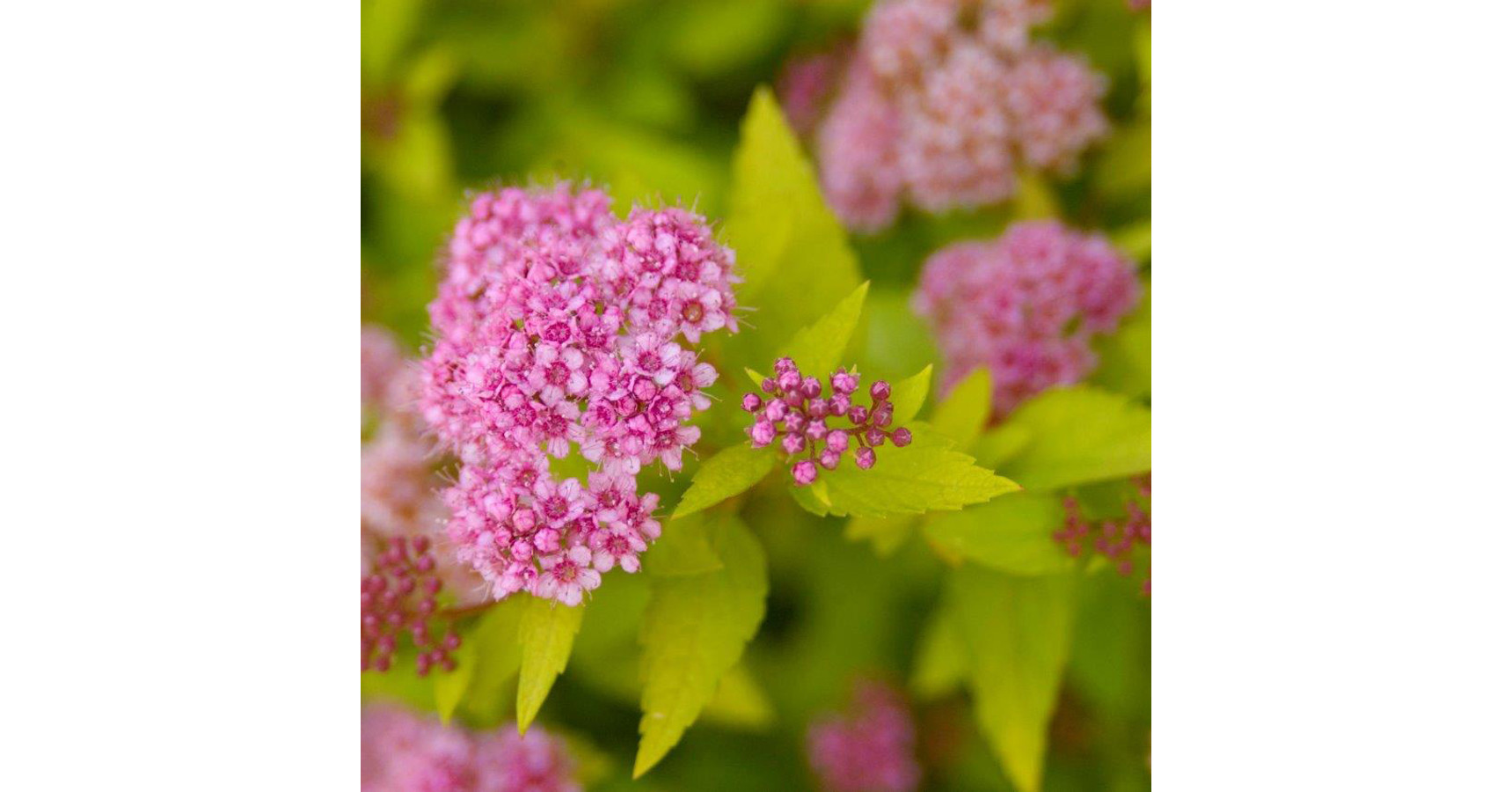 Spiraea japonica 'Sundrop' – Japán gyöngyvessző