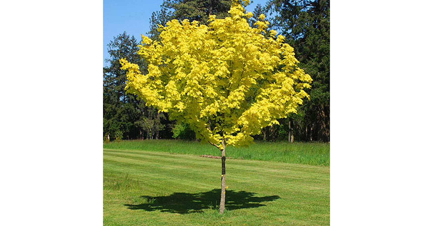 Acer platanoides 'Princeton Gold' – Korai juhar