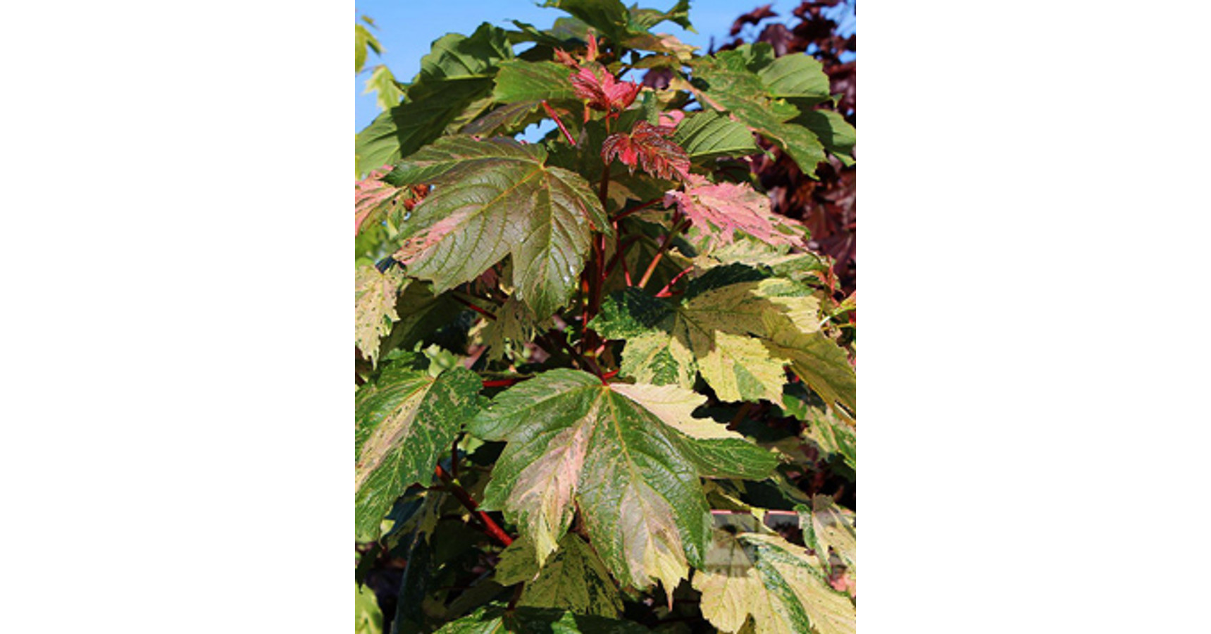 Acer pseudoplatanus 'Simon-Louis Freres' – Tarka levelű hegyi juhar