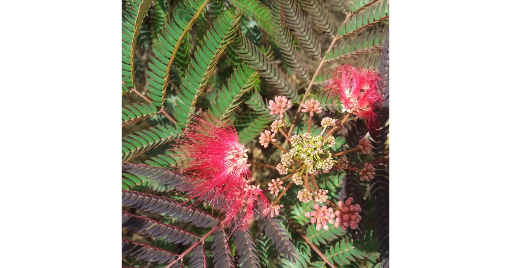 Albizia julibrissin 'Evey's Pride' (syn.: 'Evi's Pride', 'Evy's Pride ...
