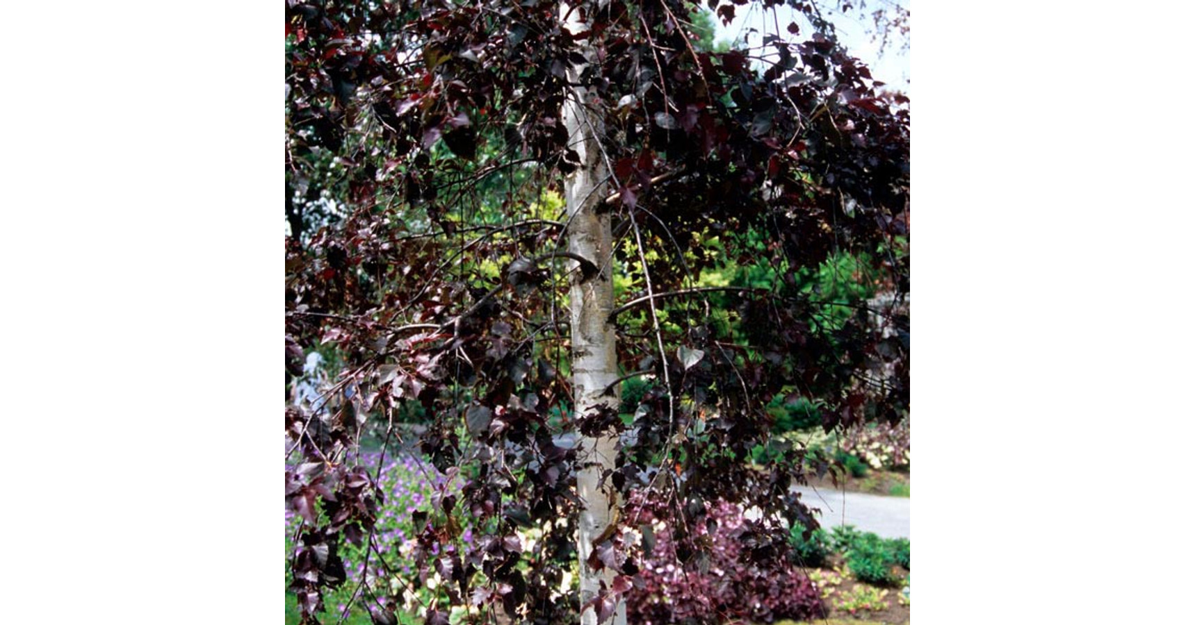 Betula pendula 'Crimson Frost' – Közönséges nyírfa