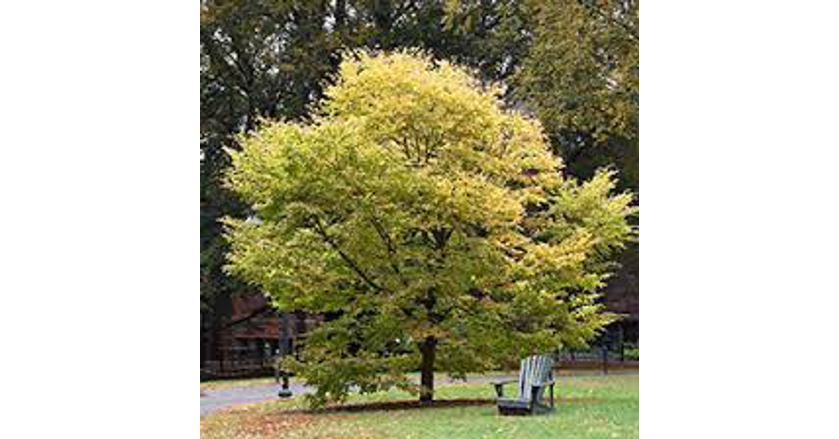 Carpinus betulus 'Pinocchio' – Közönséges gyertyán