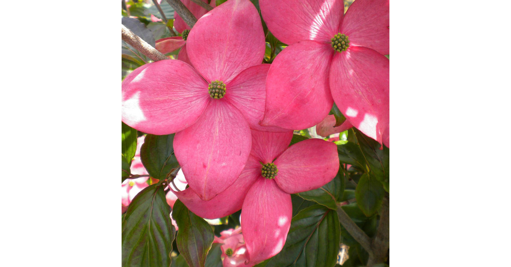 Cornus florida 'Cherokee Sunset' – Virágos som