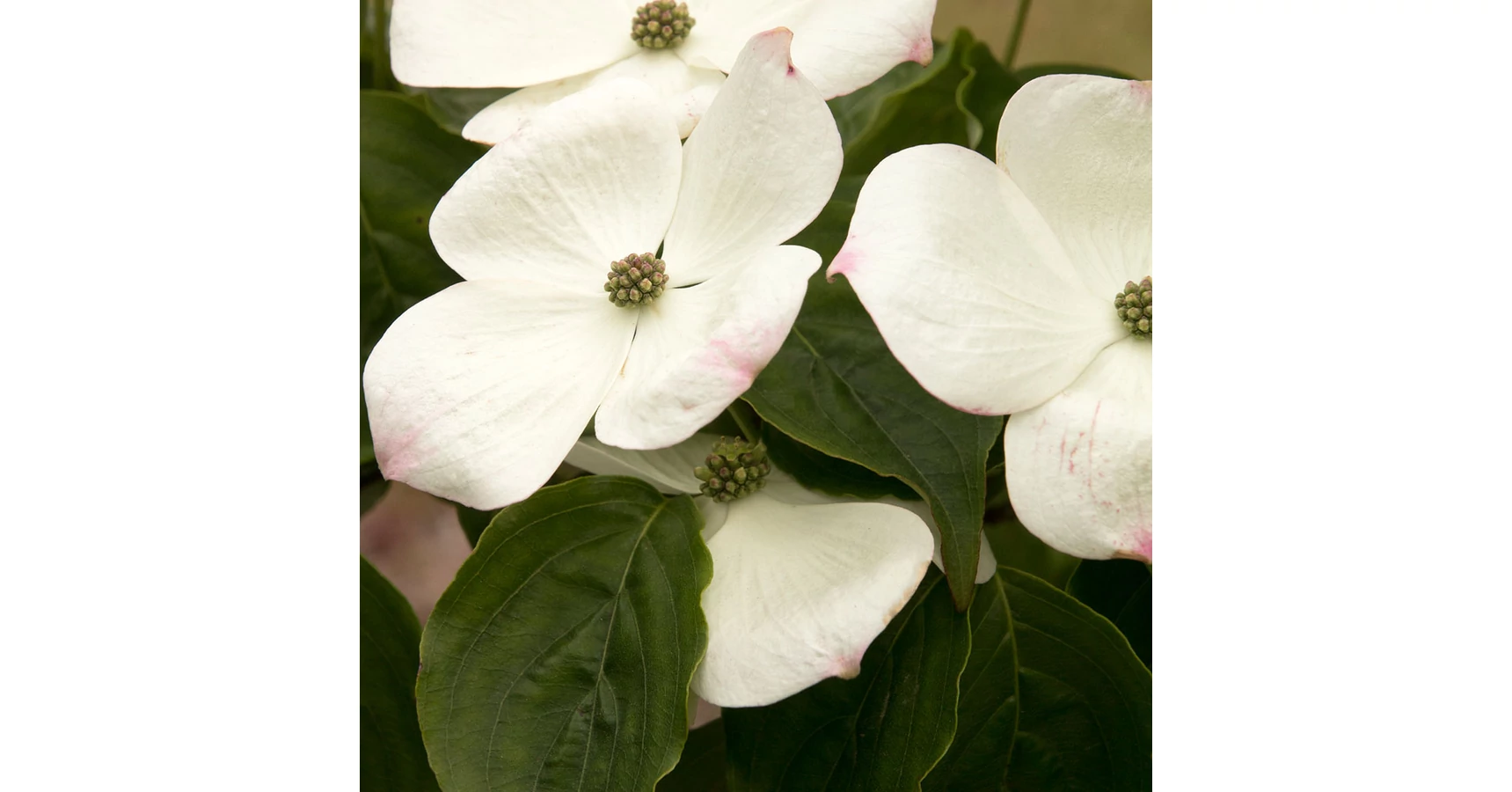 Cornus 'Hyperion' – Som