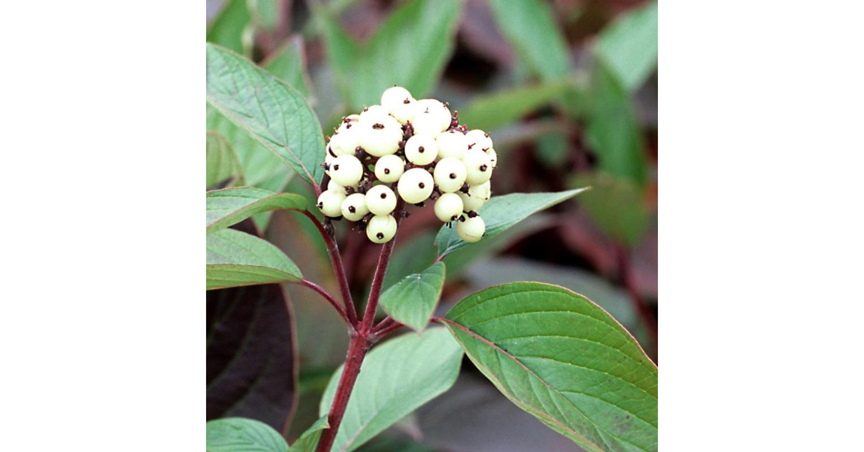 Cornus sericea 'Farba' – Selymes som