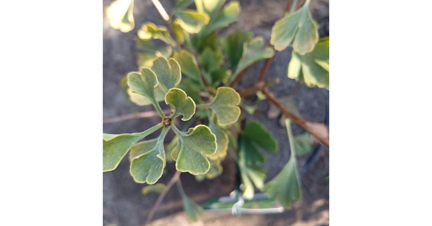 Ginkgo biloba 'Little Emperor' – Páfrányfenyő