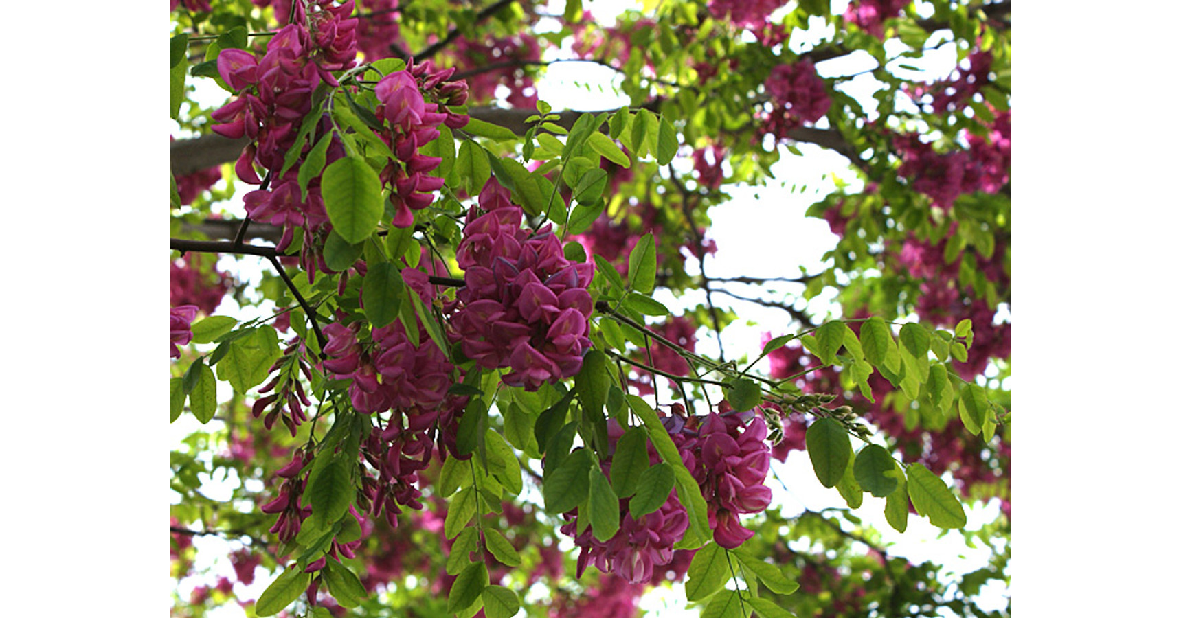 Robinia pseudoacacia 'Casque Rouge' - Rózsaszín virágú akác