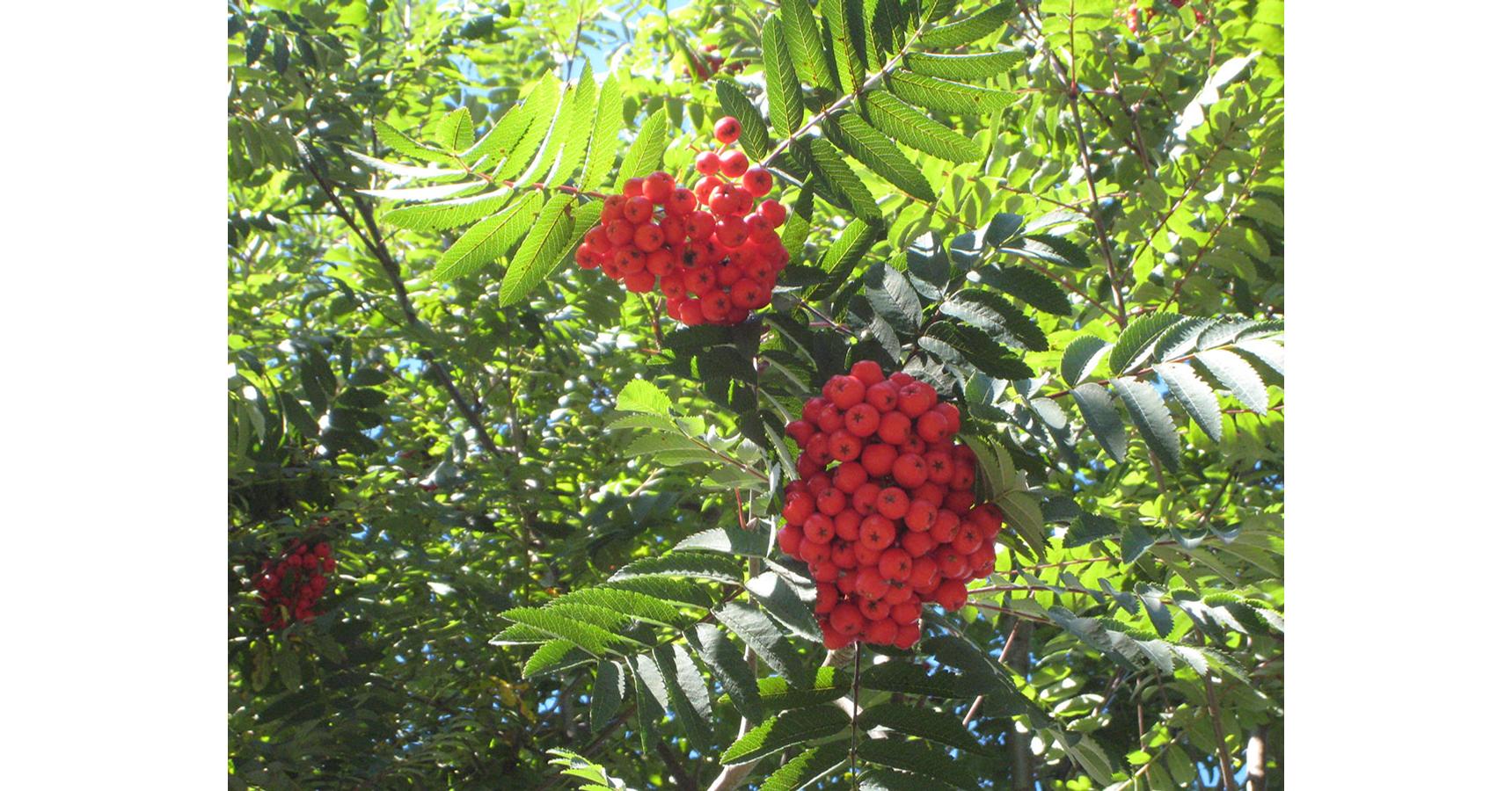 Sorbus aucuparia 'Cardinal Royal' - Madárberkenye