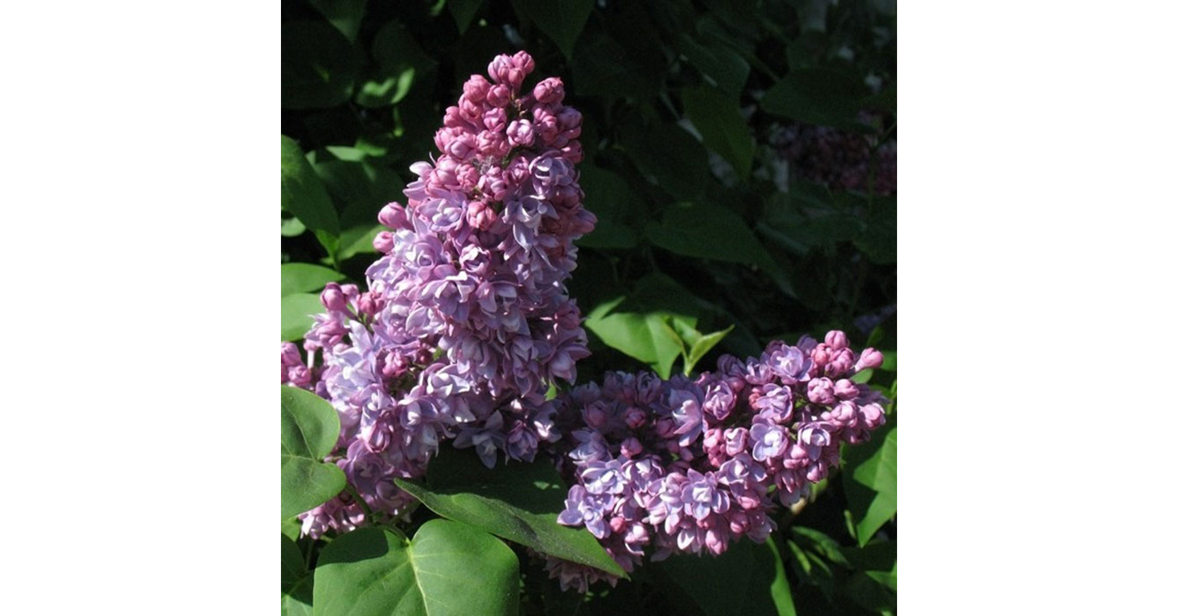 Syringa vulgaris 'Mrs. Edward Harding' - Bíbor orgona