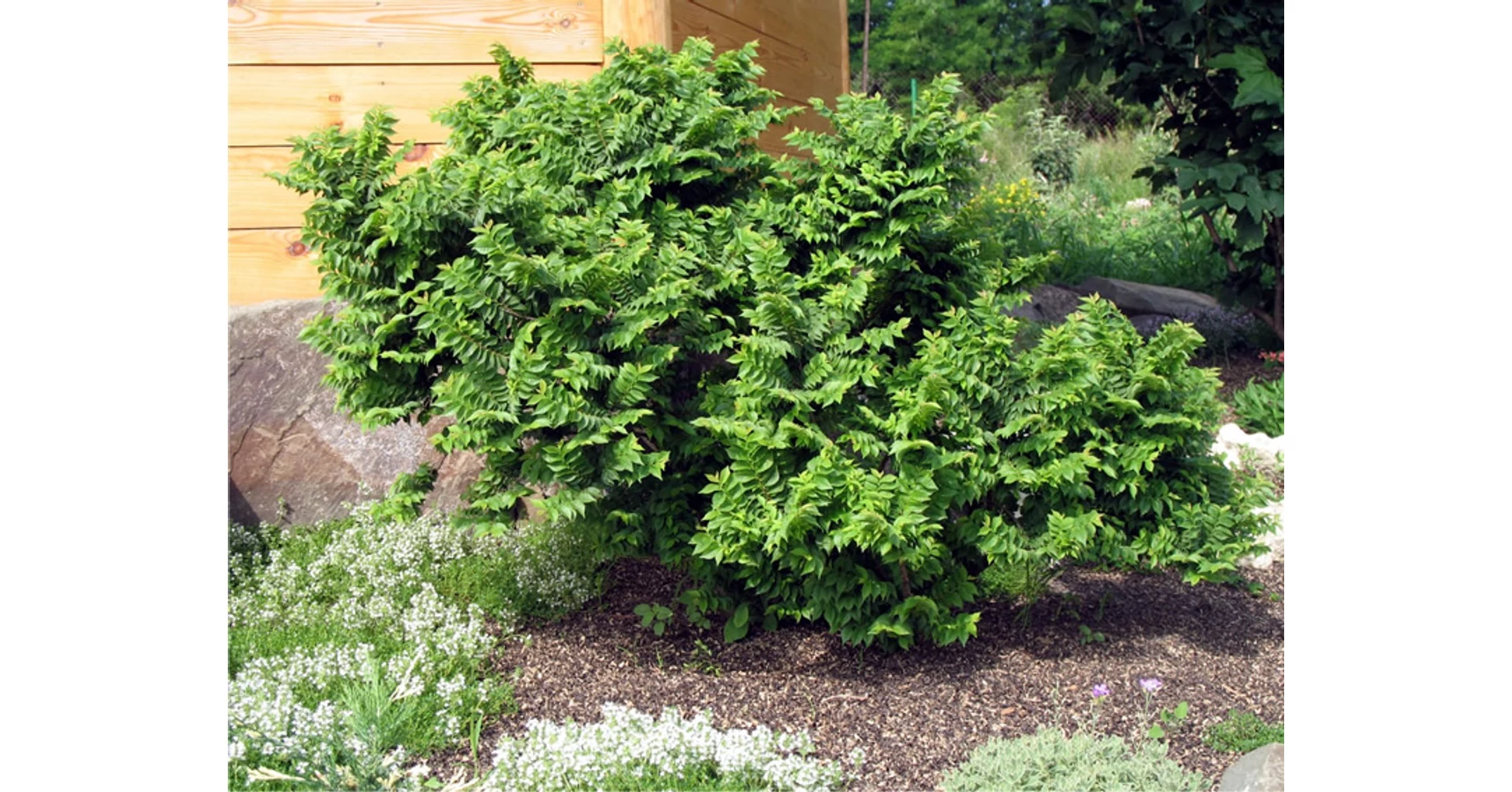 Ulmus elegantissima 'Jacqueline Hillier' – Törpe szil (magastörzsre oltott)