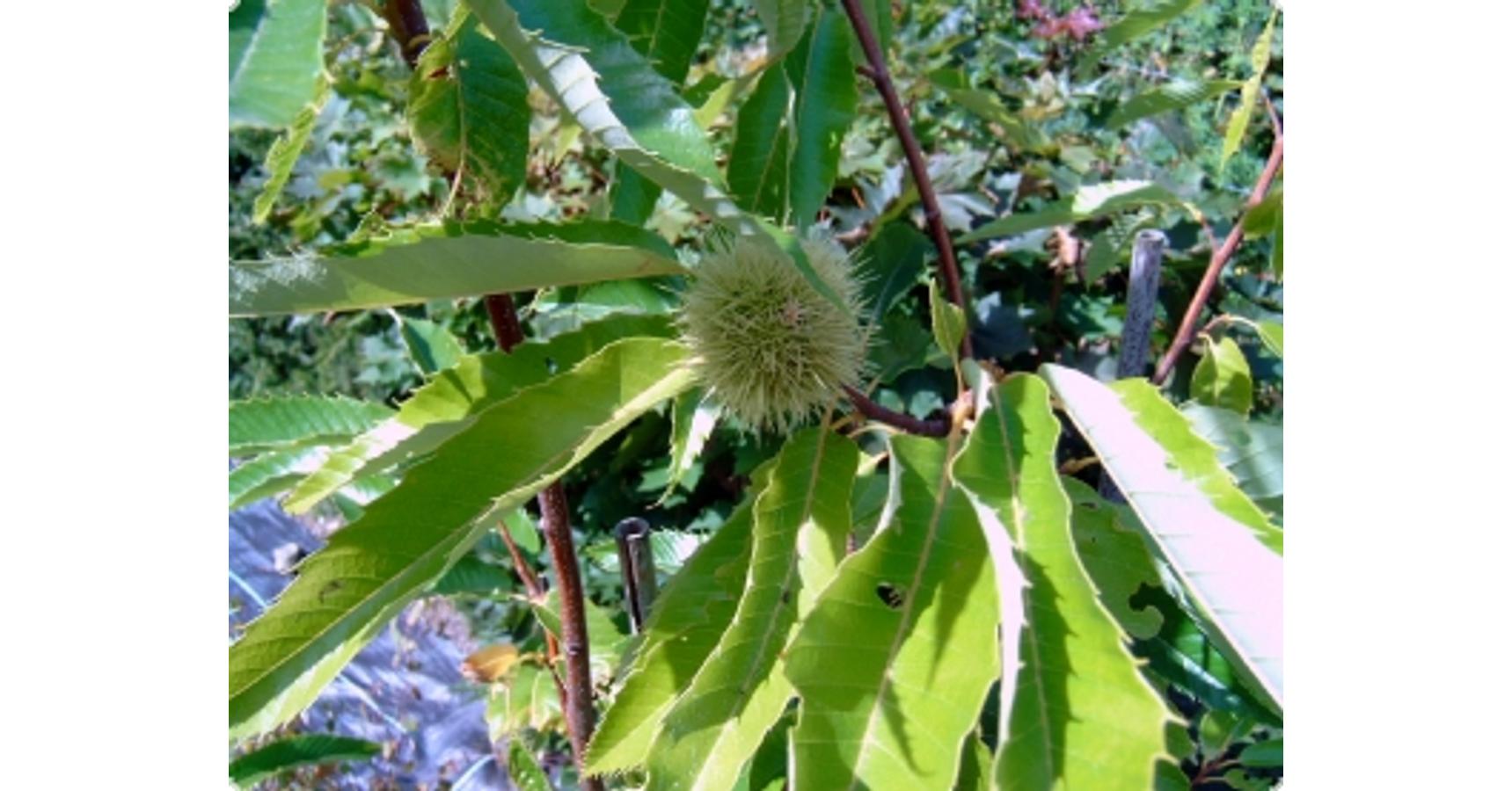 Castanea sativa x mollissima 'Bouchle de Betizac' - Szelídgesztenye
