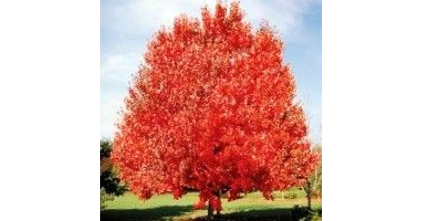 Fraxinus pennsylvanica 'Cimmaron' - Amerikai kőris