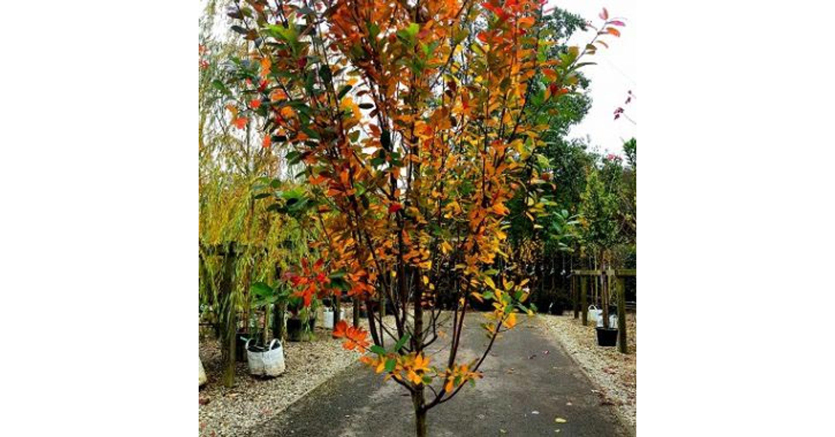 Amelanchier canadensis 'Rainbow Pillar' – Kanadai fanyarka