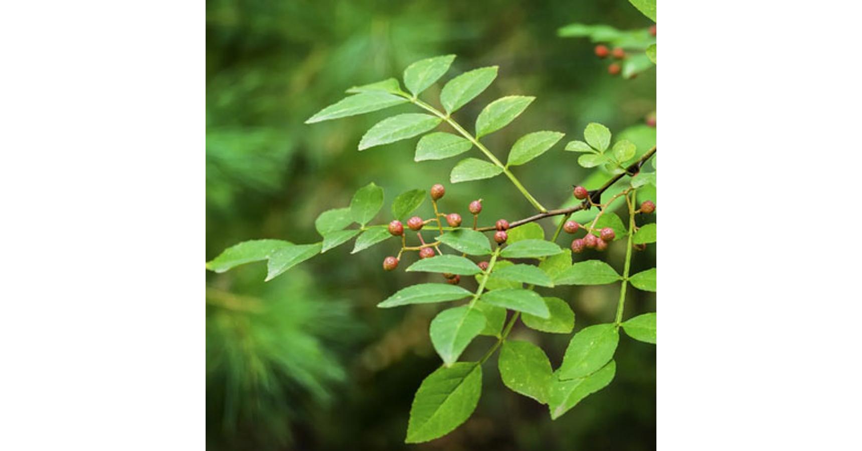 Zanthoxylum americanum – Amerikai tüskéssárgafa
