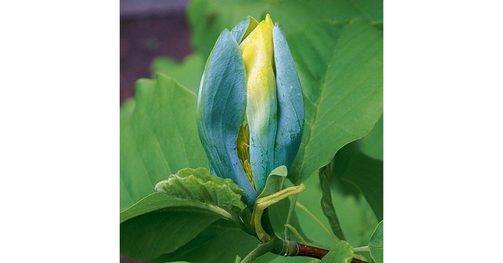 Magnolia acuminata 'Blue Opal' – Hegyeslevelű, kék liliomfa