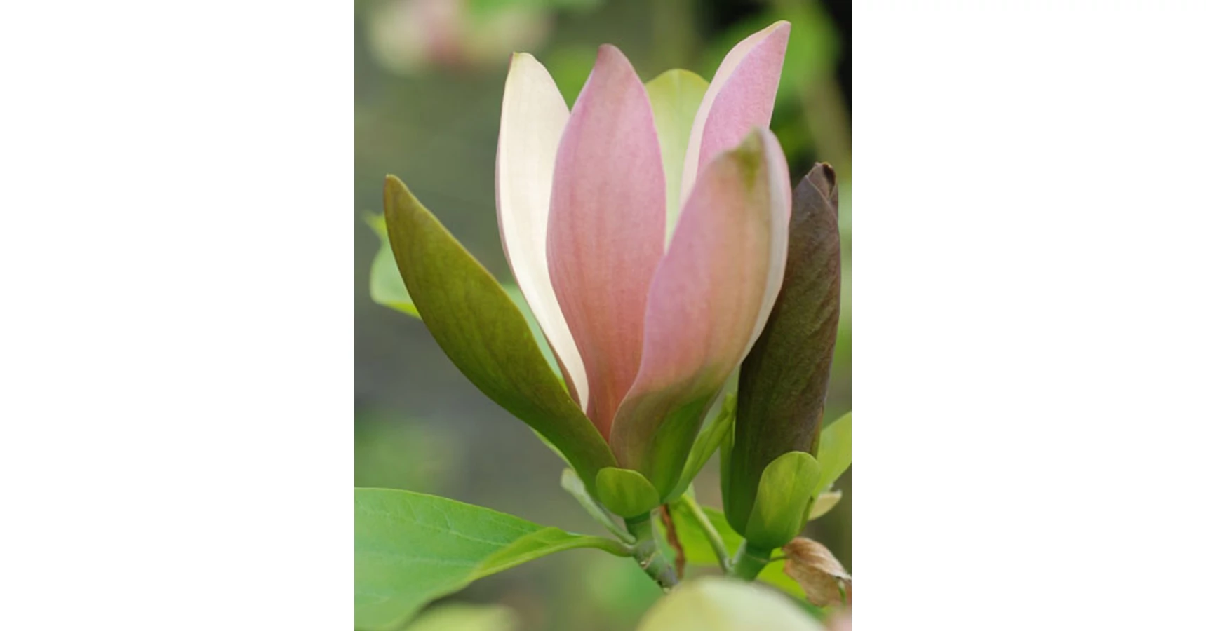 Magnolia x brooklynensis 'Eva Maria' – Liliomfa