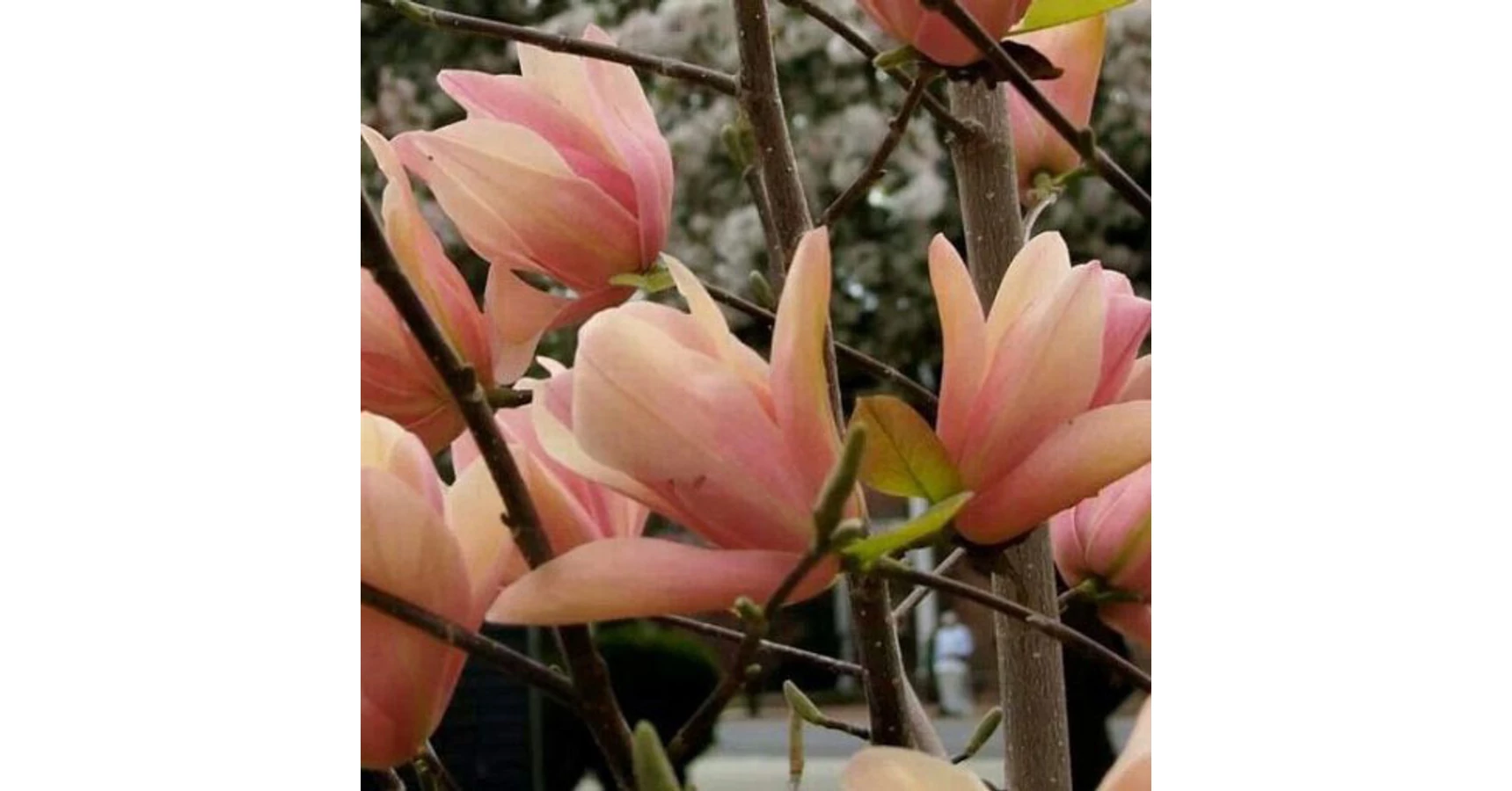 Magnolia 'Flamingo' – Liliomfa