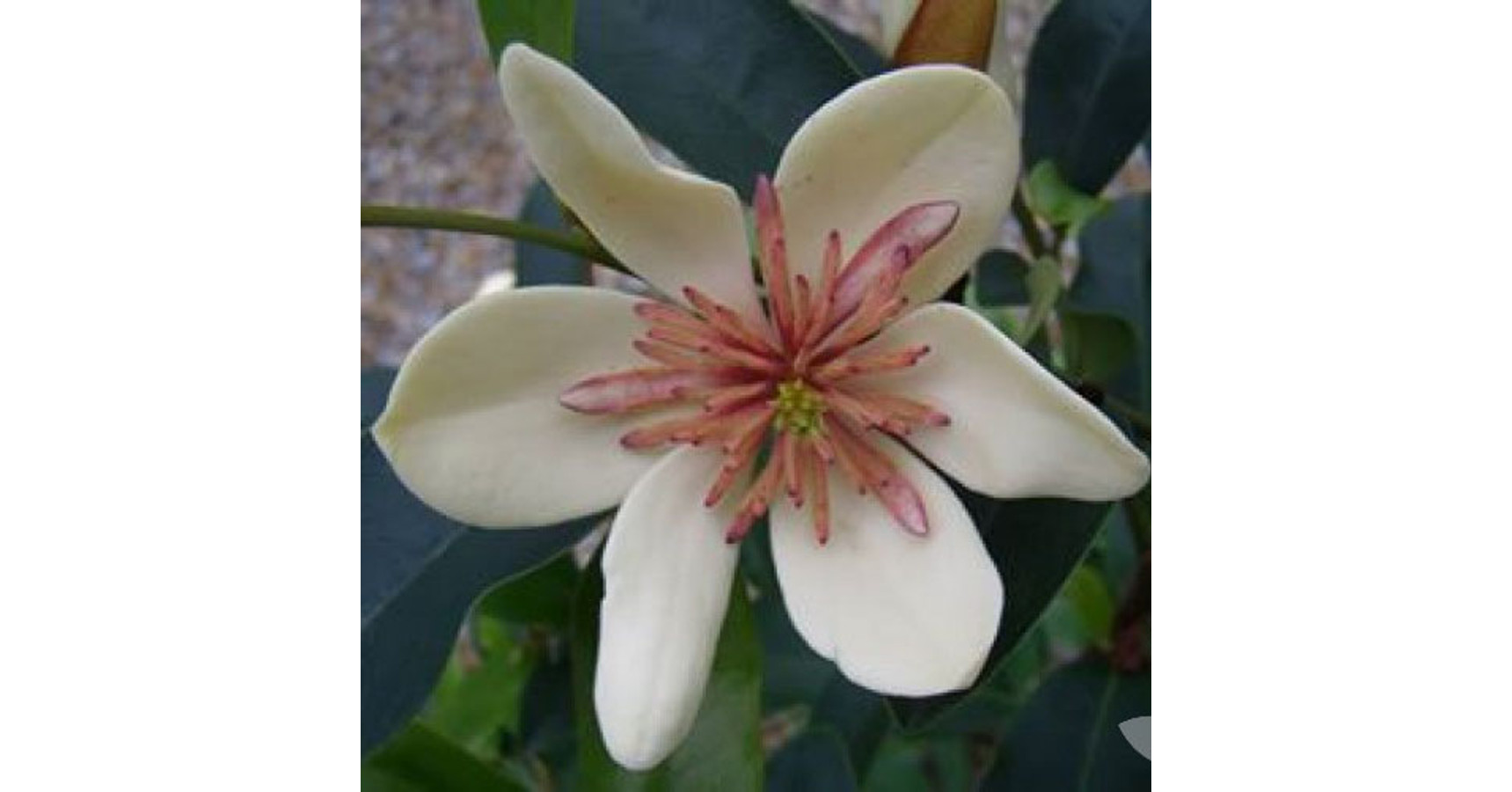 Magnolia laevifolia 'White Caviar' – Liliomfa