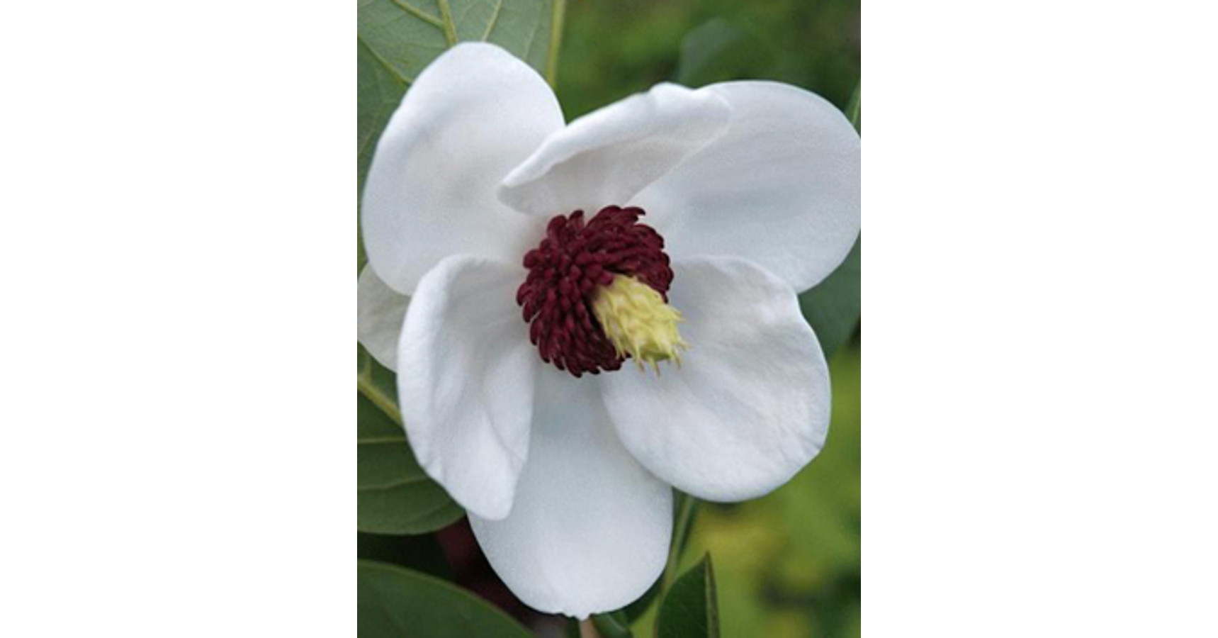 Magnolia sieboldii 'Colossus' – Oyama liliomfa oltvány