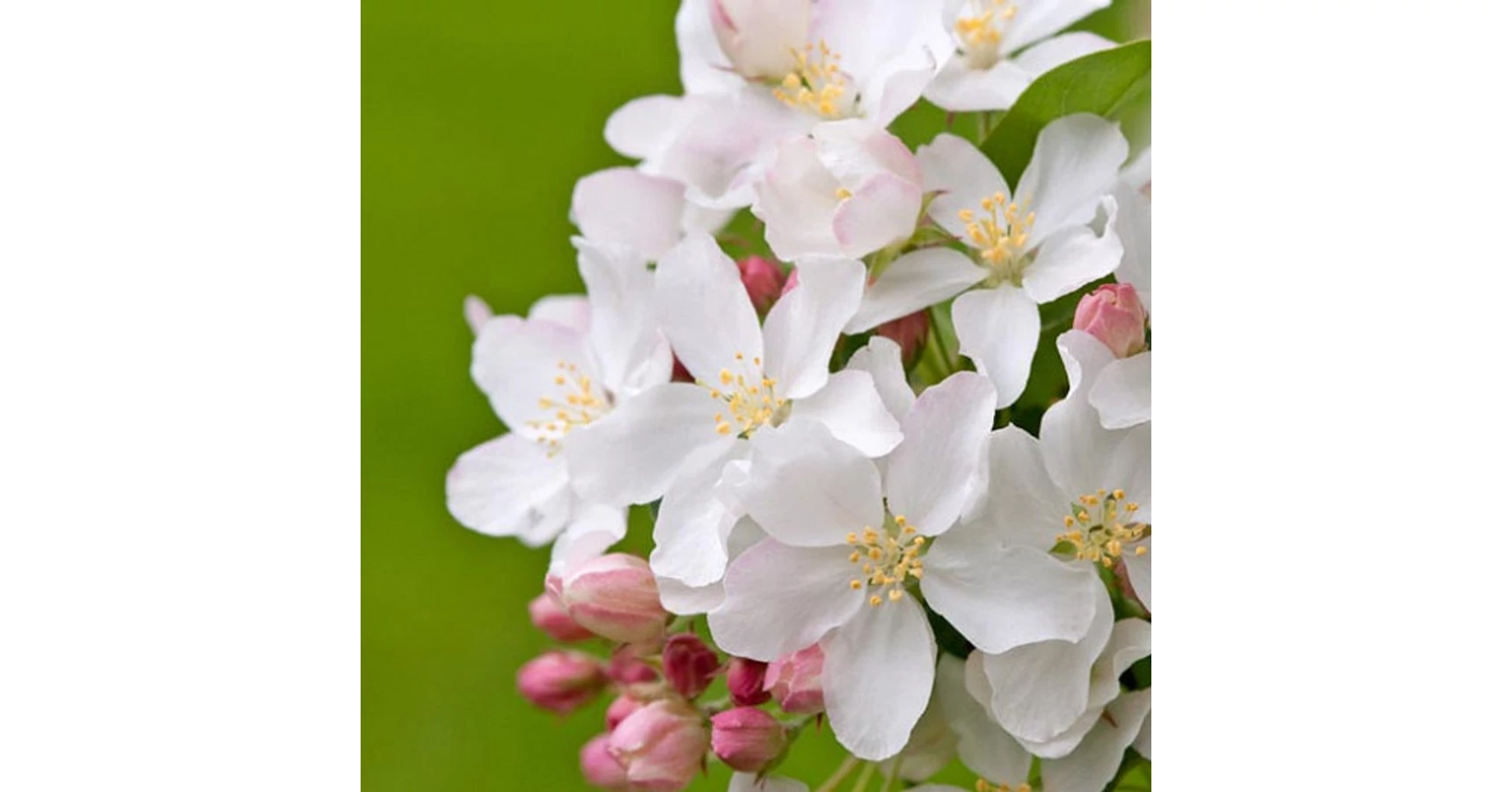 Malus 'White Angel' – Díszalma