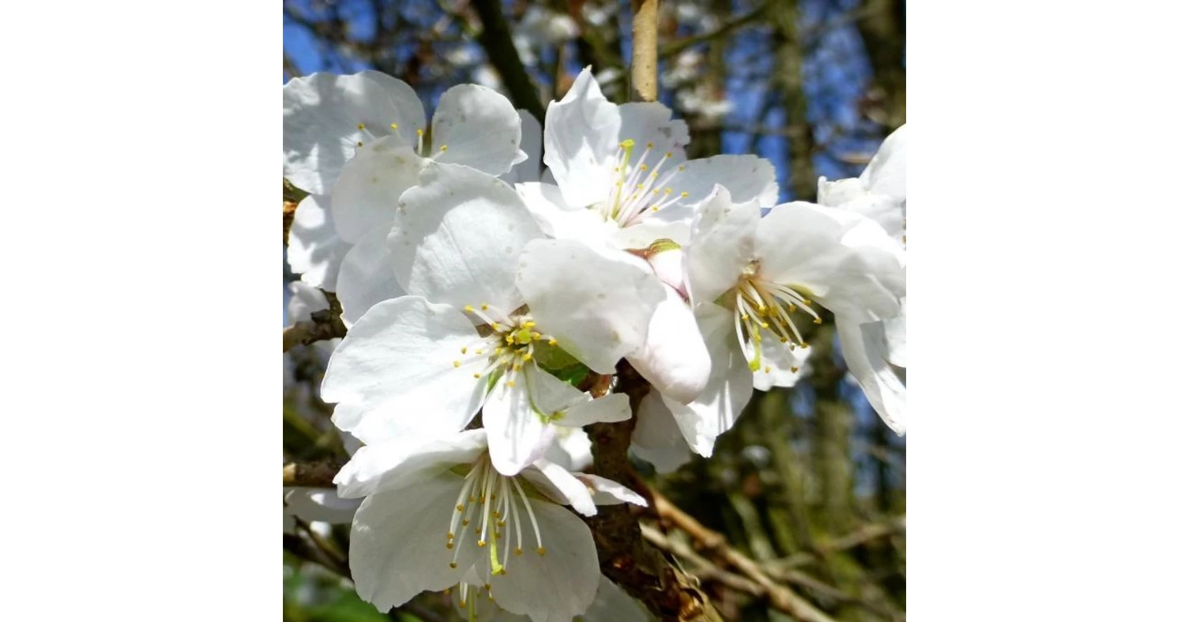 Prunus incisa 'Compacta' – Fuji díszcseresznye
