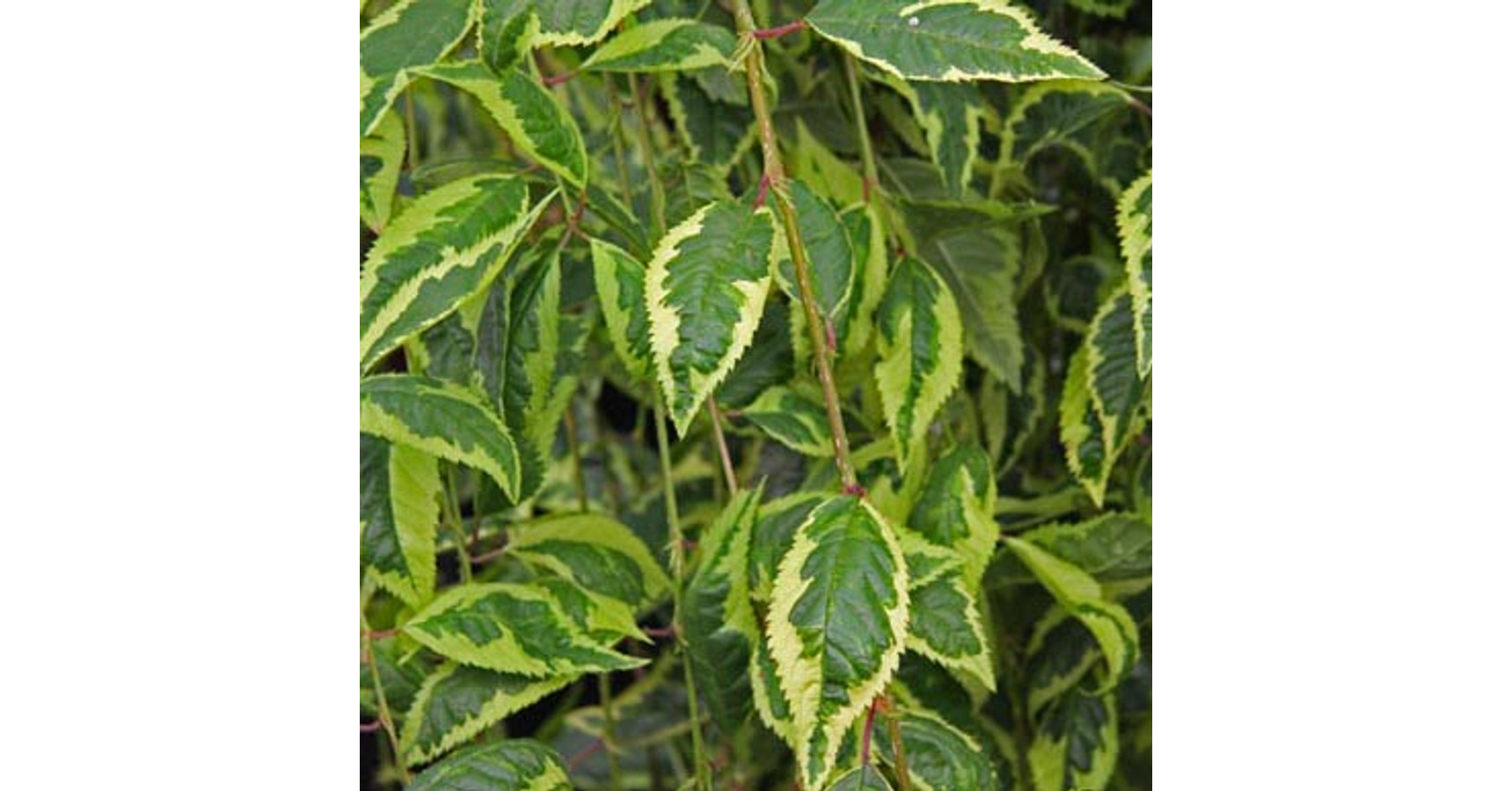 Prunus incisa 'Frilly Frock' – Fuji cseresznye